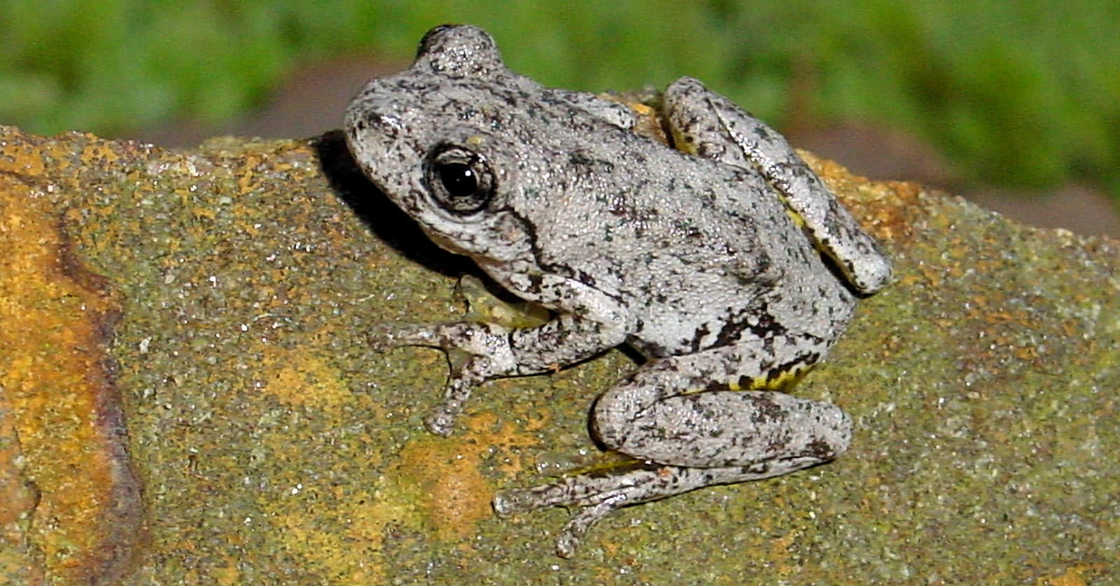 Peron’s Tree Frog – Ausemade