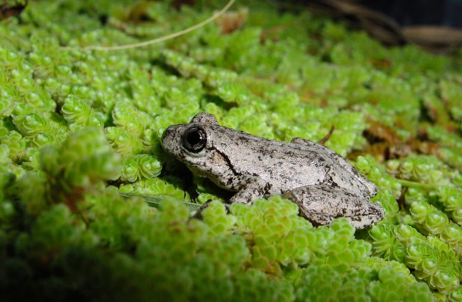 Peron’s Tree Frog – Ausemade