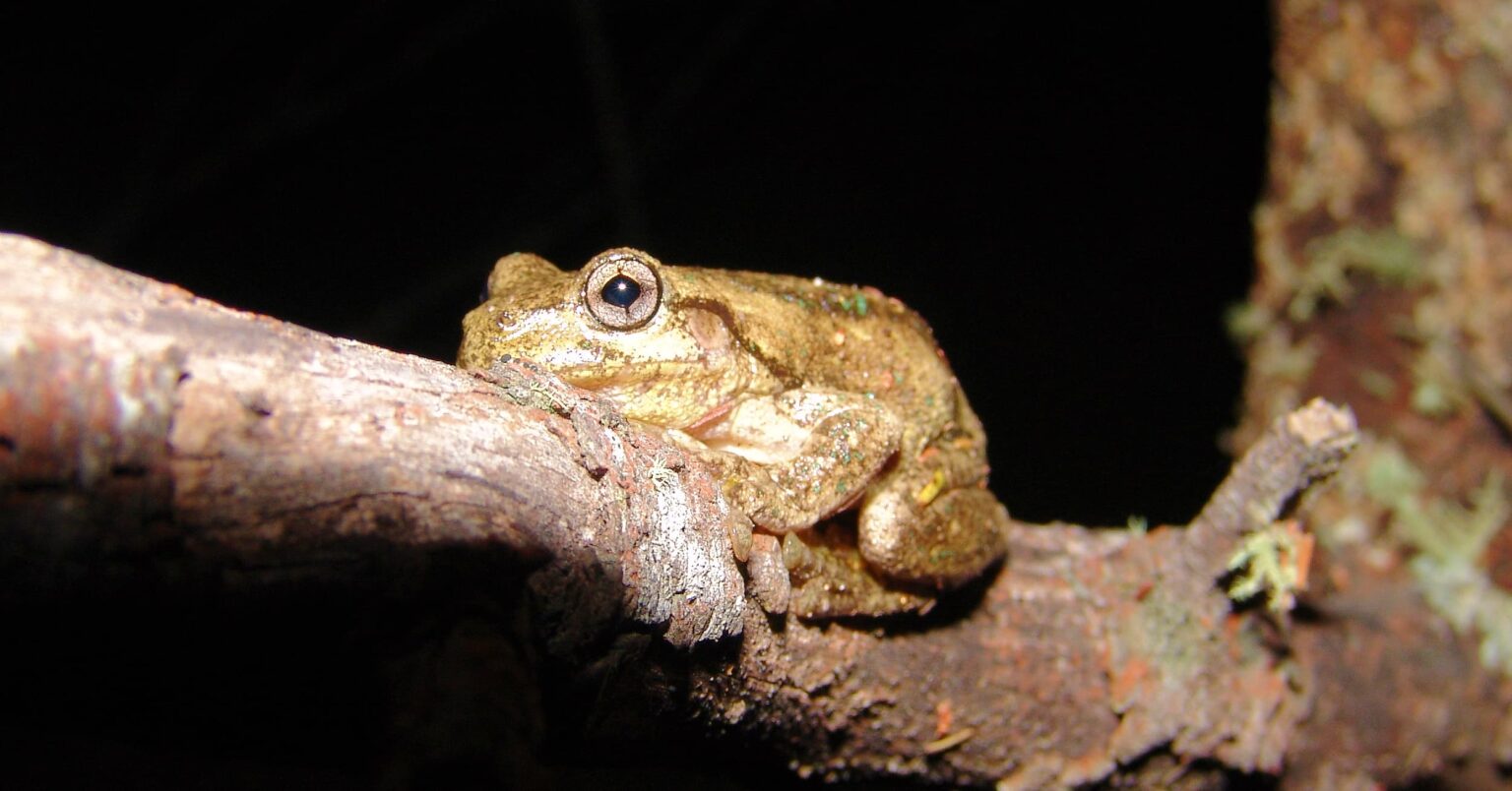 Peron’s Tree Frog – Ausemade