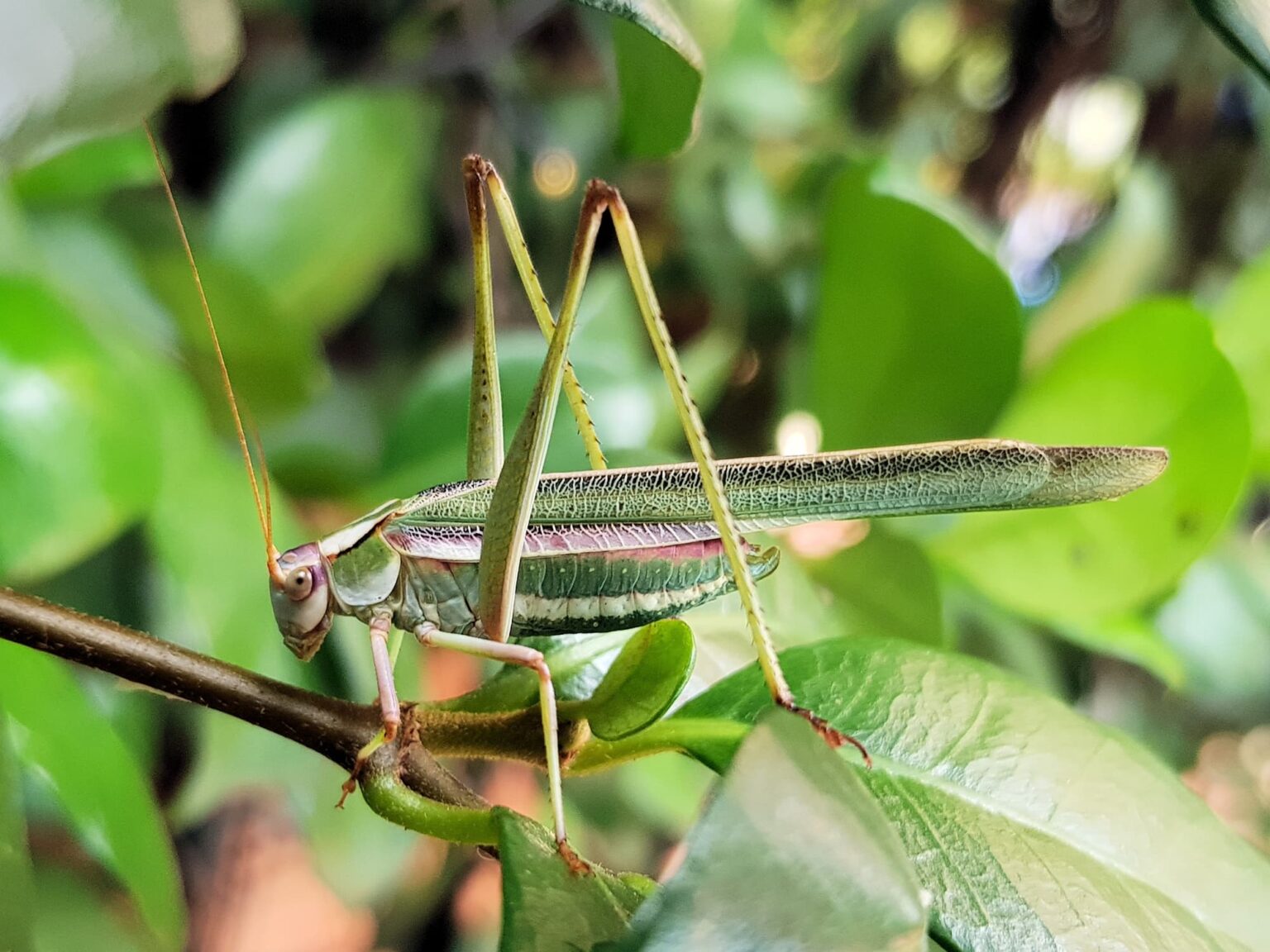 Alice Springs Insects – Ausemade