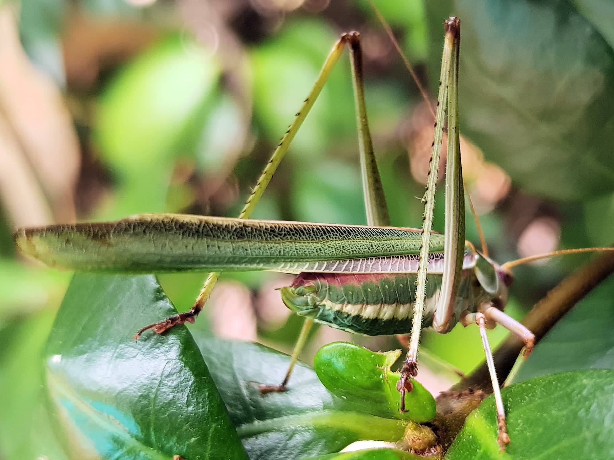 Phaneropterinae – Ausemade