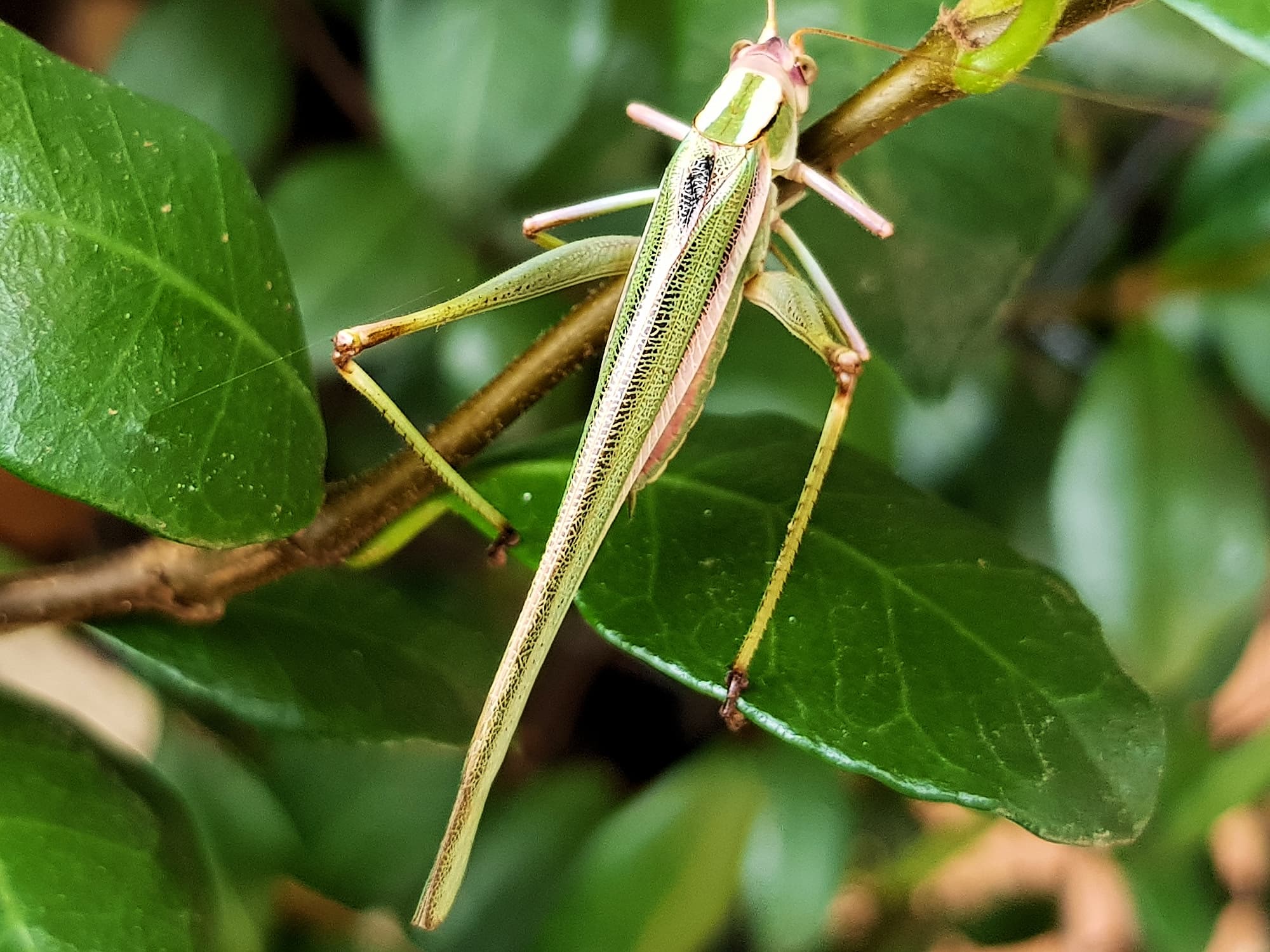 Phaneropterinae – Ausemade