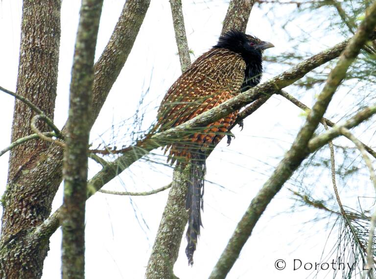 Pheasant Coucal – Ausemade