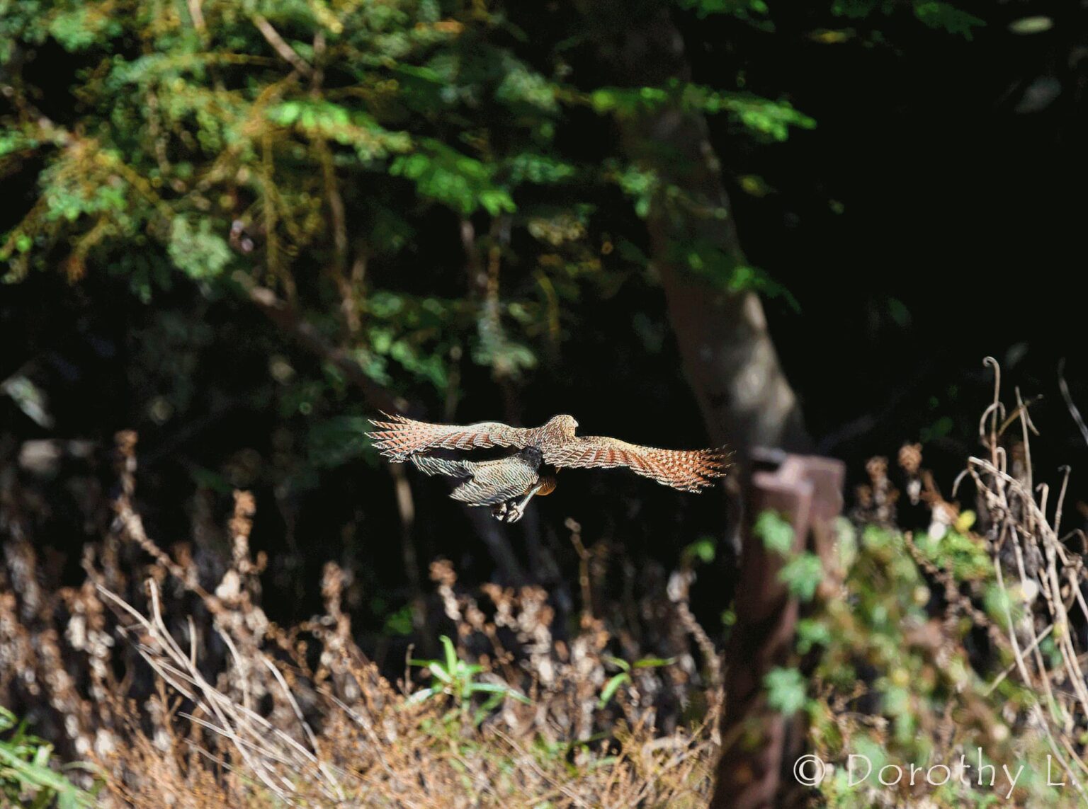 Pheasant Coucal – Ausemade