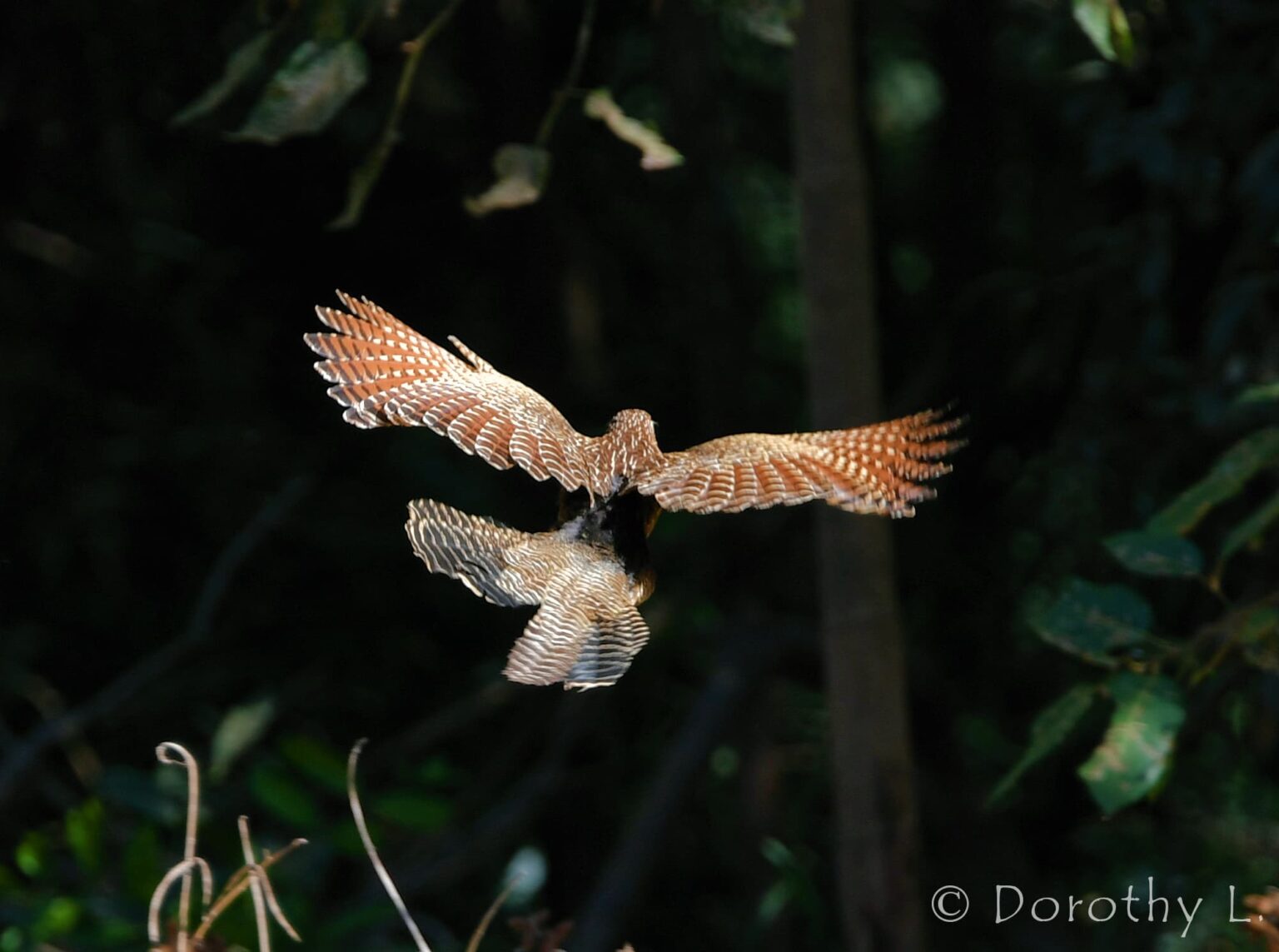 Pheasant Coucal – Ausemade