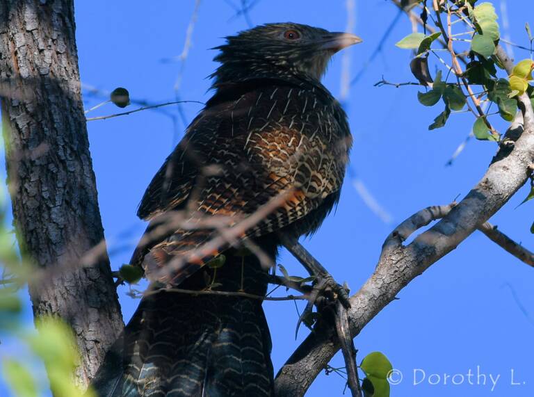 Pheasant Coucal – Ausemade