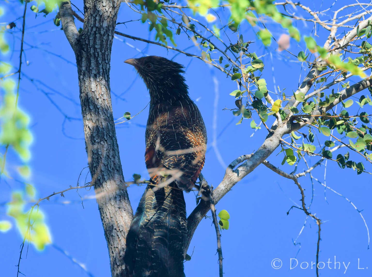Pheasant Coucal – Ausemade