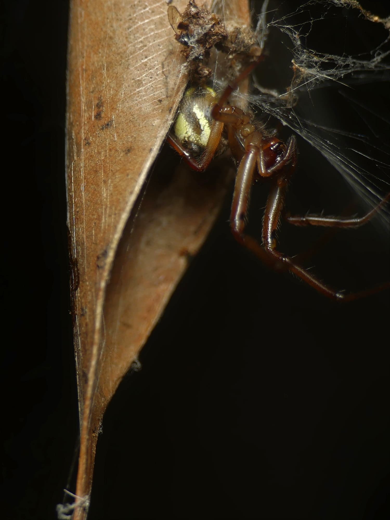 Phonognatha graeffei (Leaf-curling Spider) – Ausemade