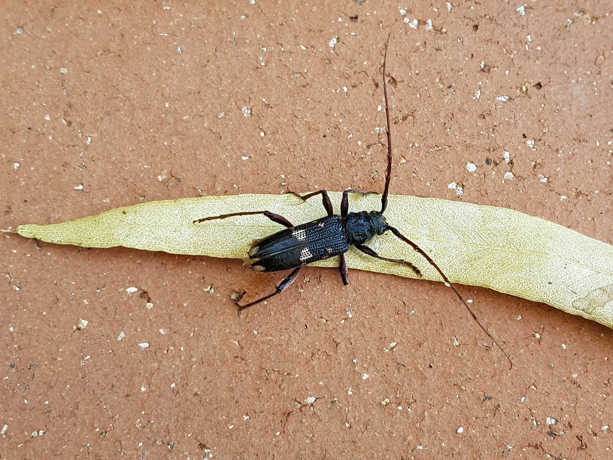 Phoracantha punctata (Longhorn Beetle) – Ausemade