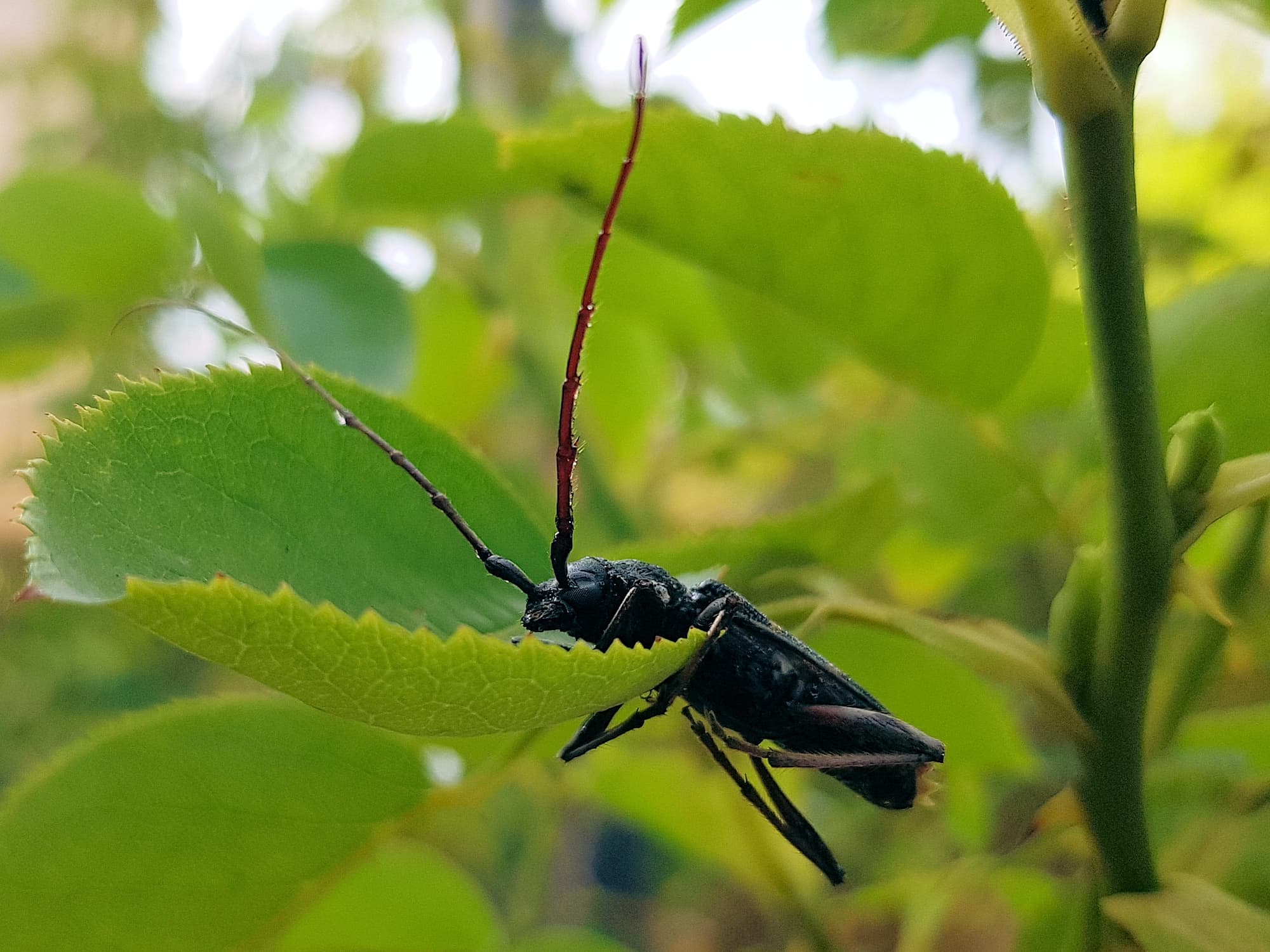 Phoracantha punctata (Longhorn Beetle) – Ausemade