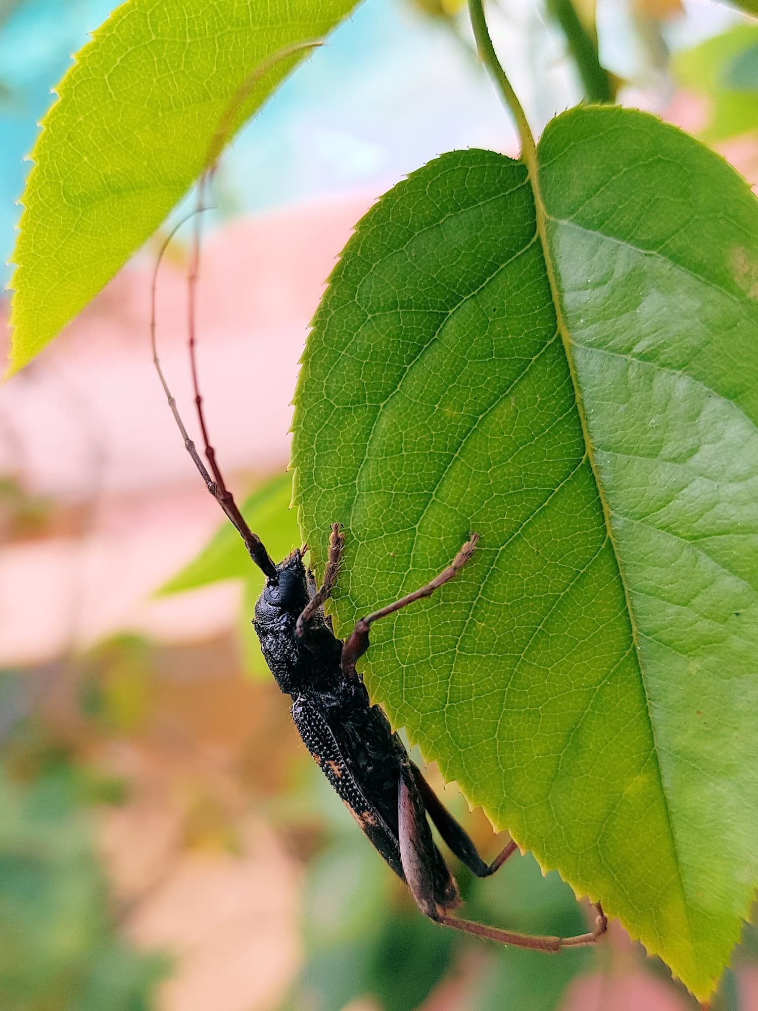 Phoracantha punctata (Longhorn Beetle) – Ausemade