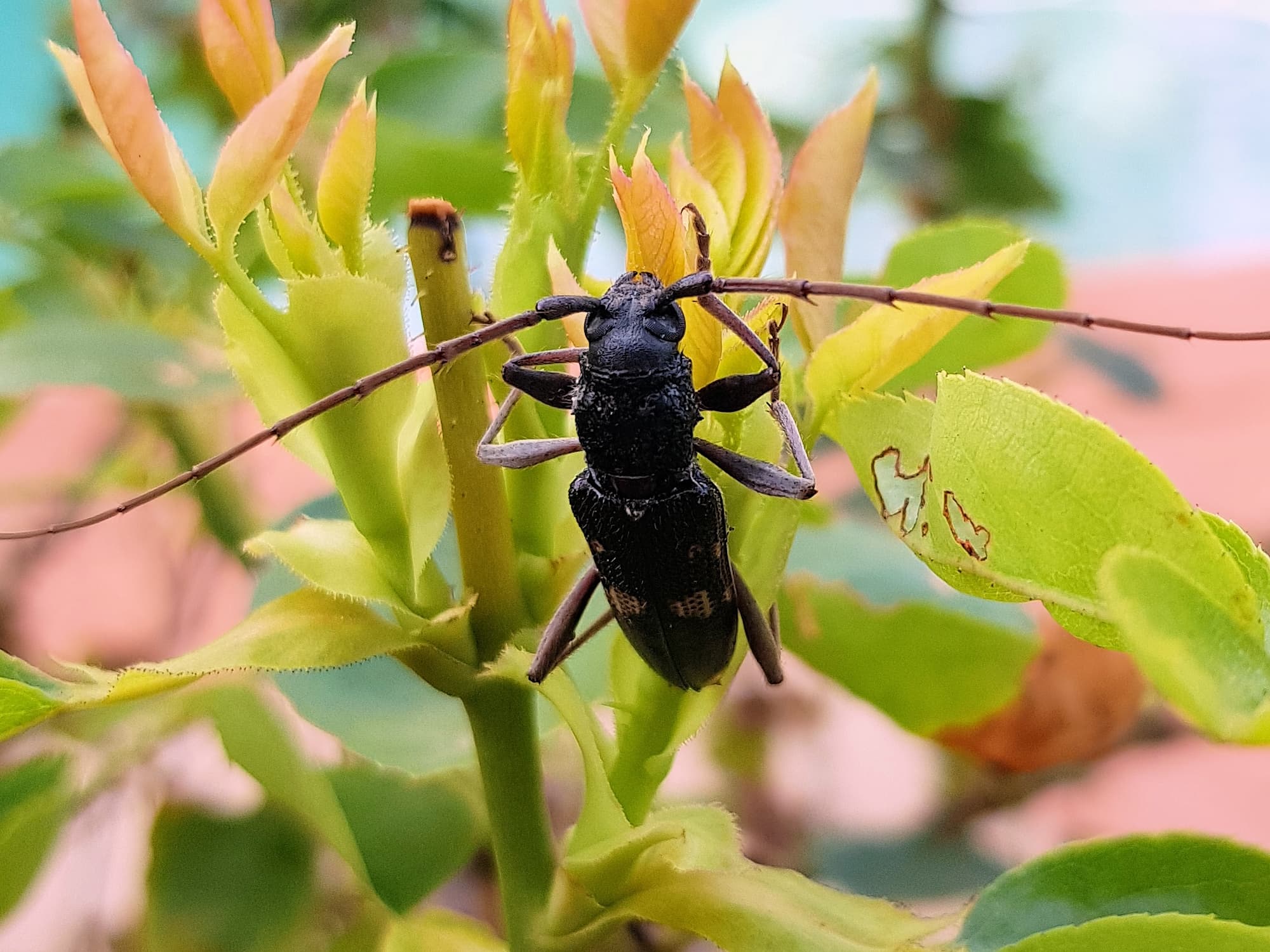 Phoracantha punctata (Longhorn Beetle) – Ausemade