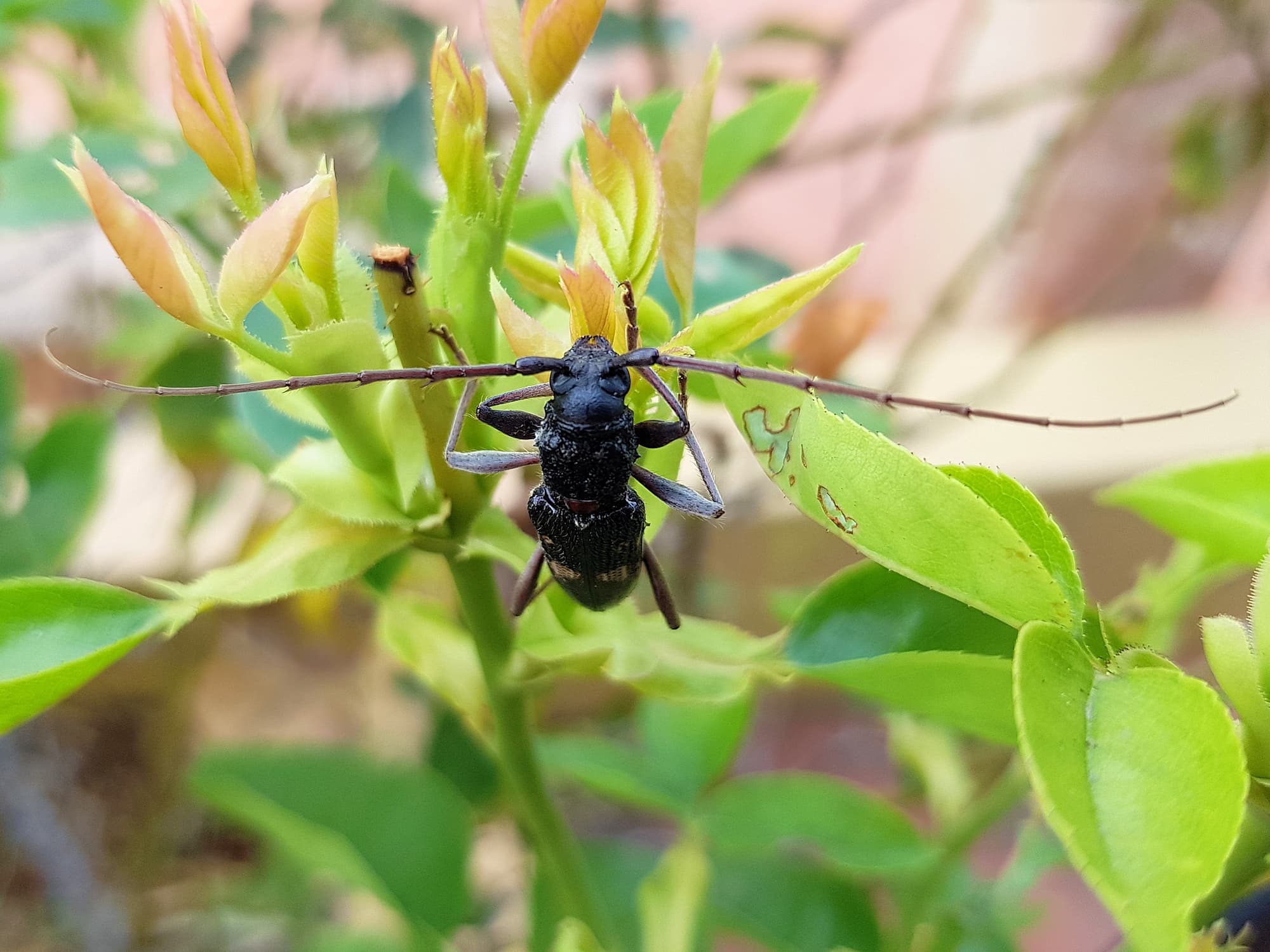 Phoracantha punctata (Longhorn Beetle) – Ausemade