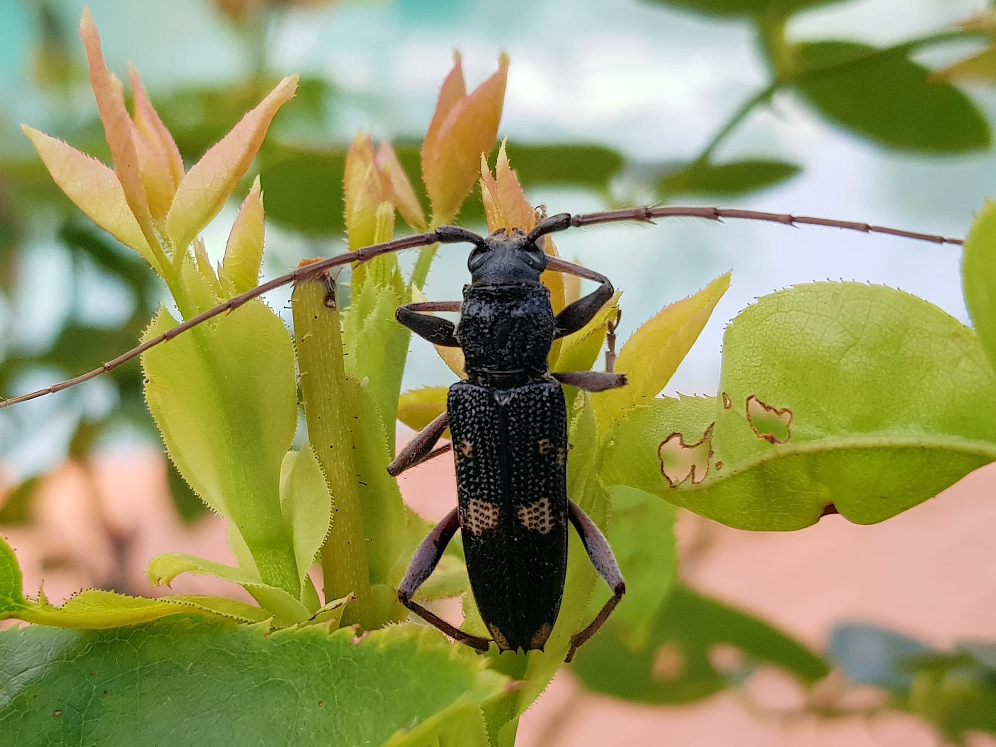 Phoracantha punctata (Longhorn Beetle) – Ausemade