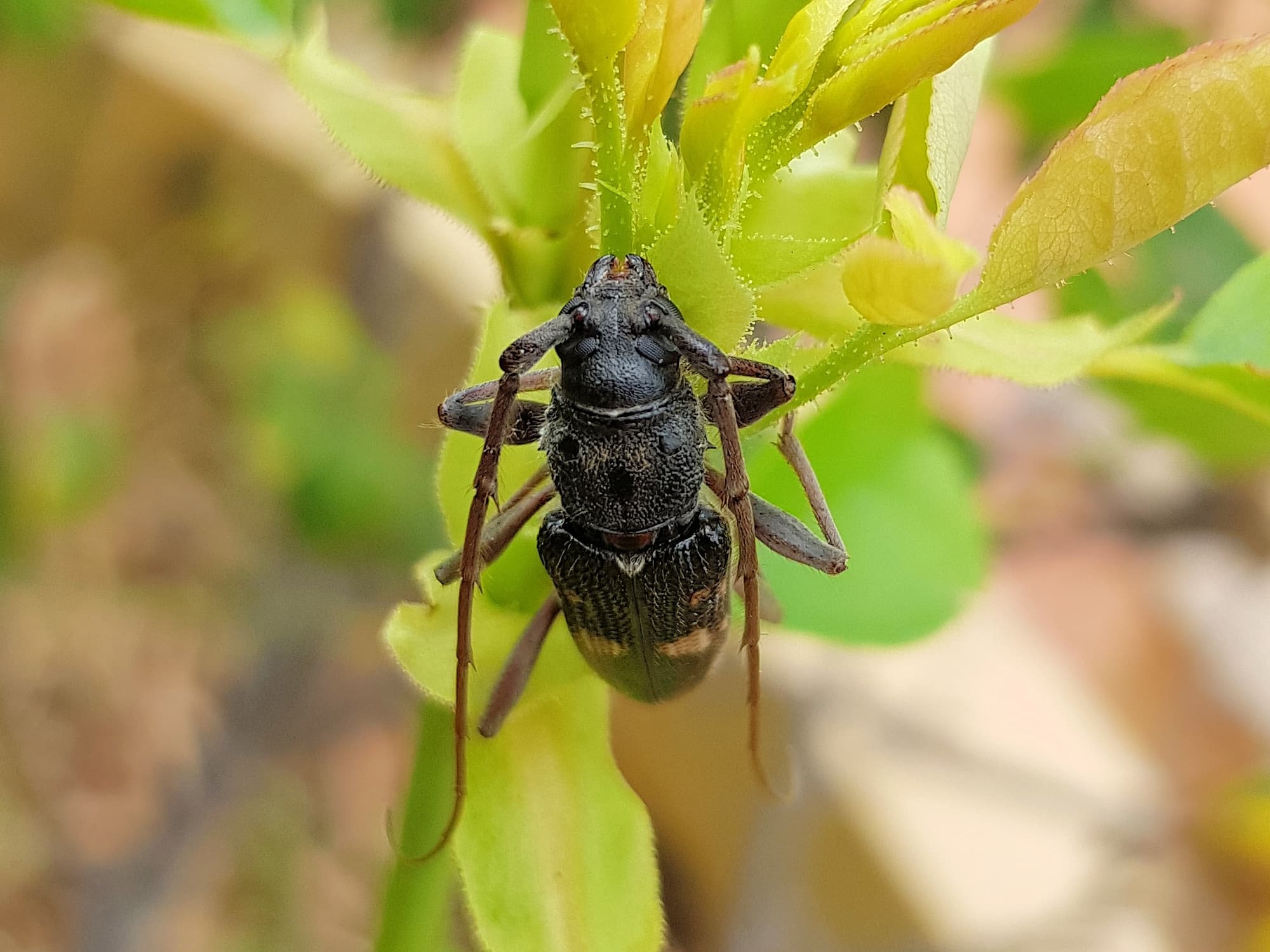 Phoracantha punctata (Longhorn Beetle) – Ausemade