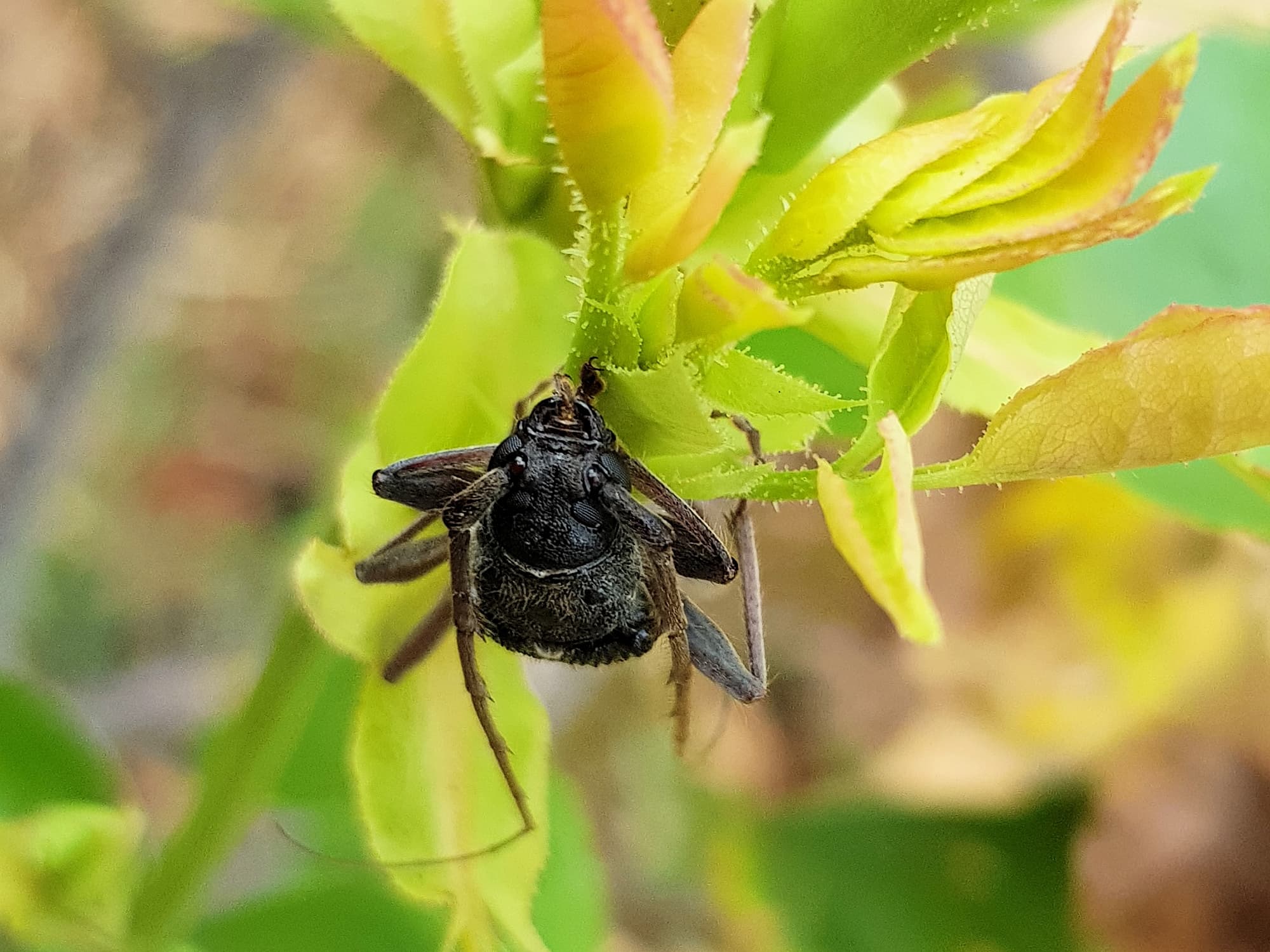 Phoracantha punctata (Longhorn Beetle) – Ausemade