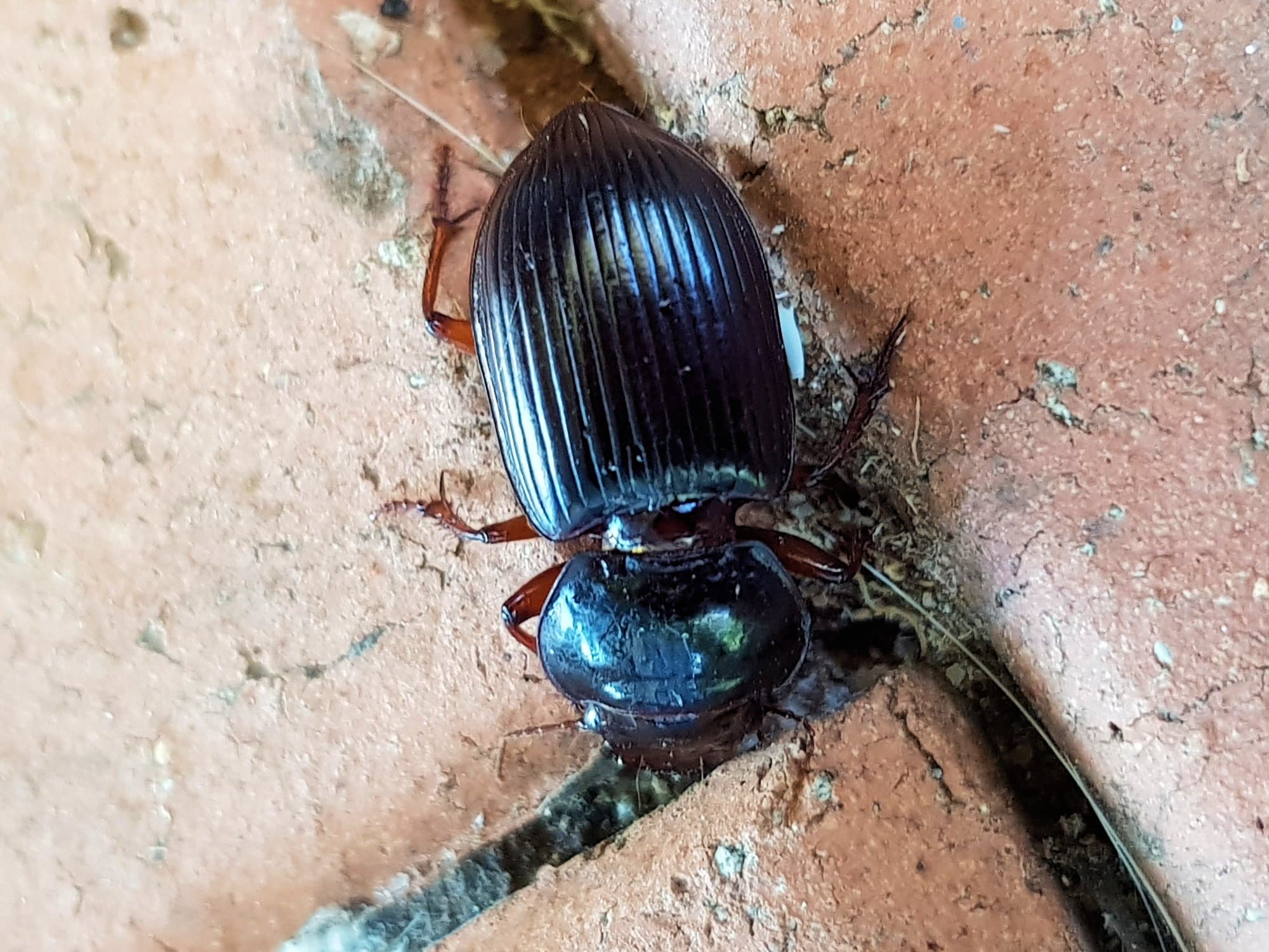 Phorticosomus sp – Ausemade