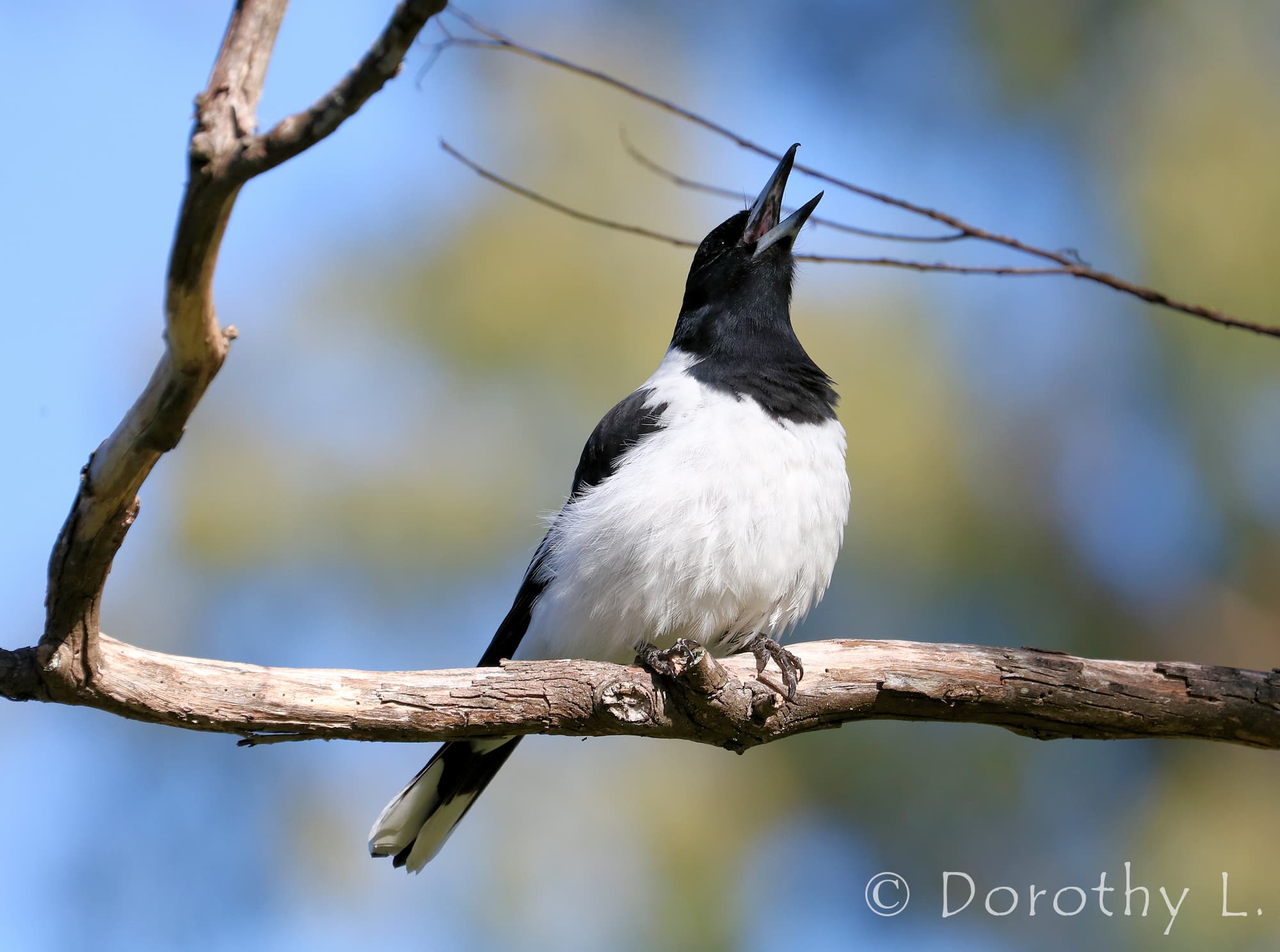 Pied Butcherbird – Ausemade