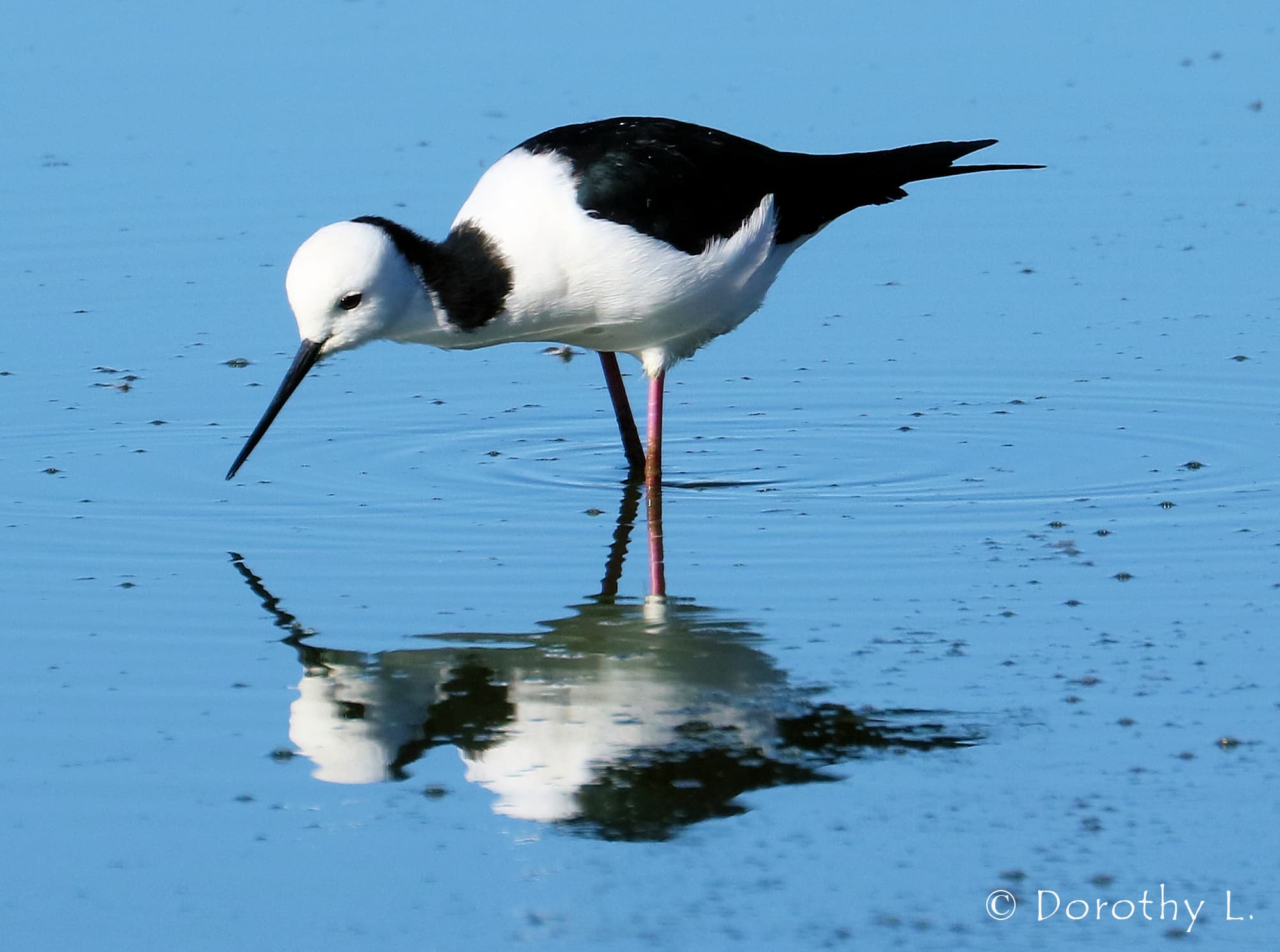 Pied Stilt – Ausemade