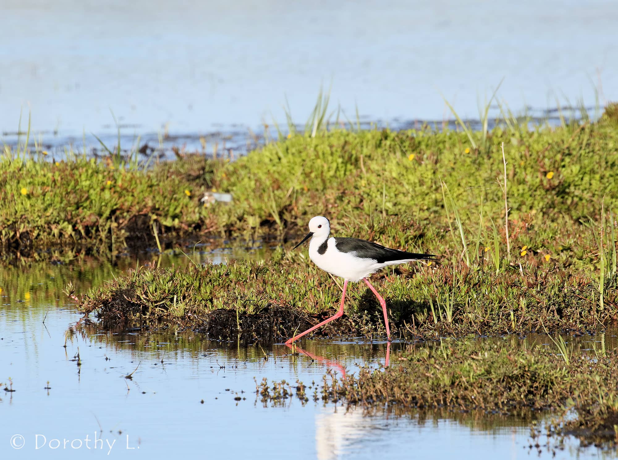 Pied Stilt – Ausemade