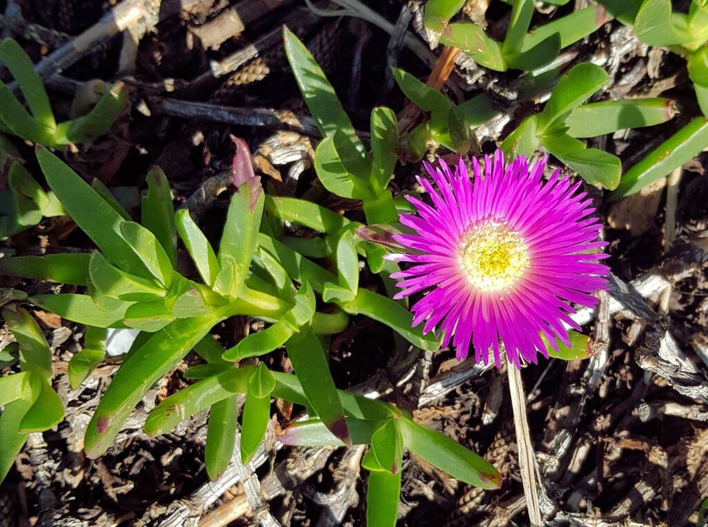 Pigface – Ausemade