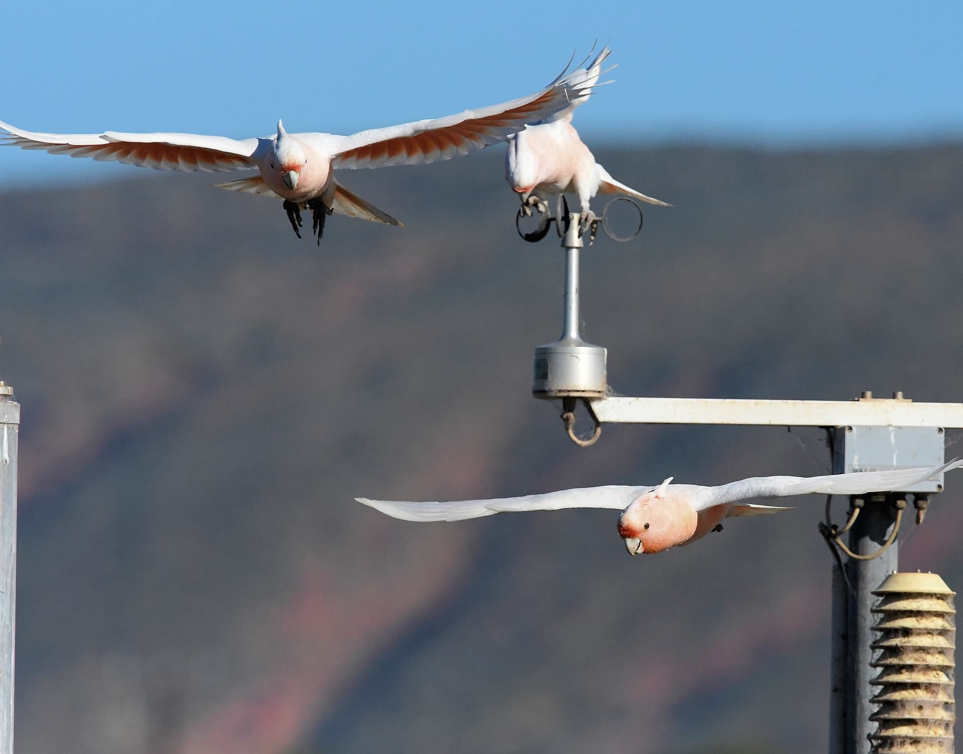 Pink Cockatoo at the Ponds – Ausemade