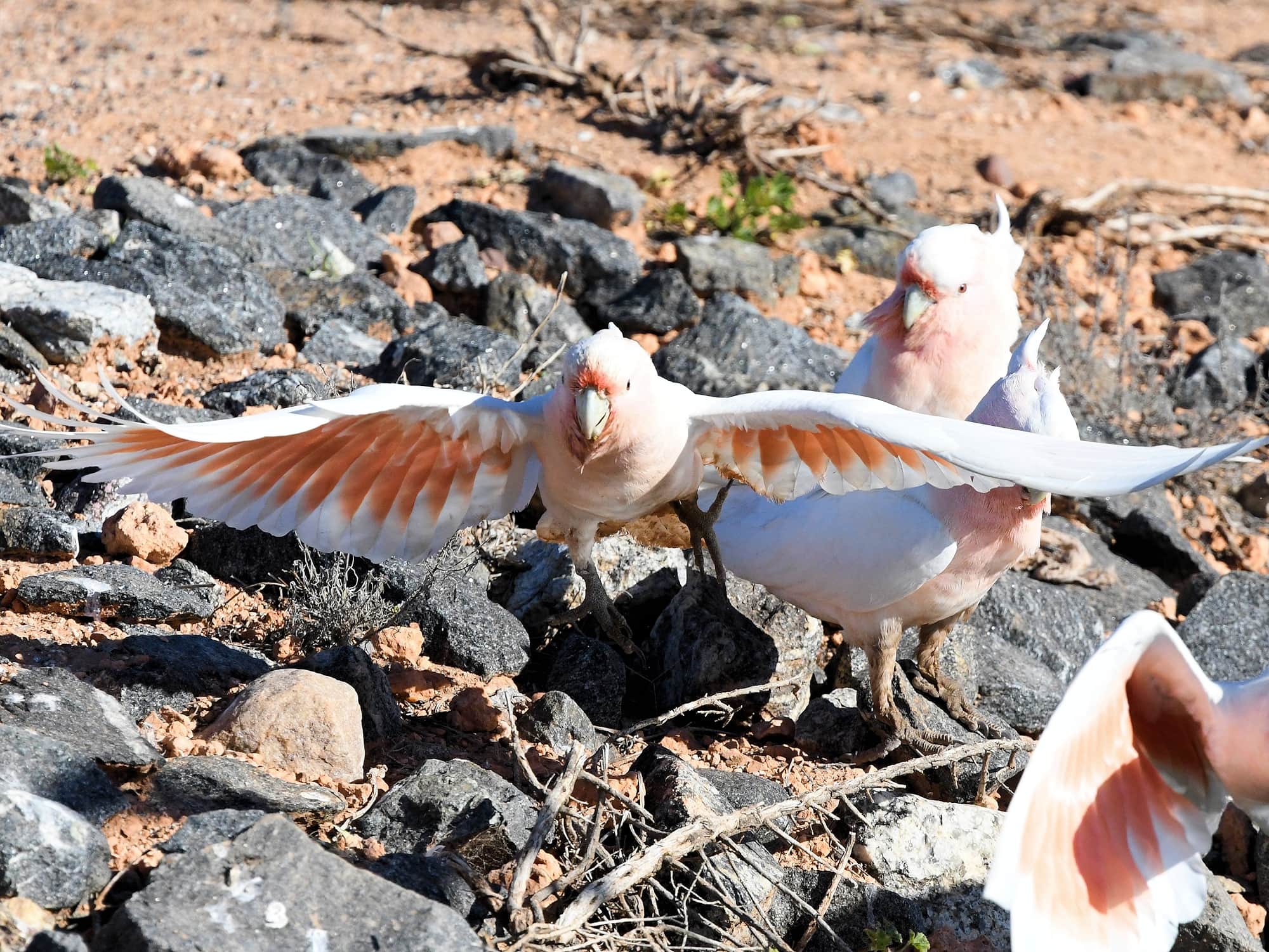 Pink Cockatoo at the Ponds – Ausemade