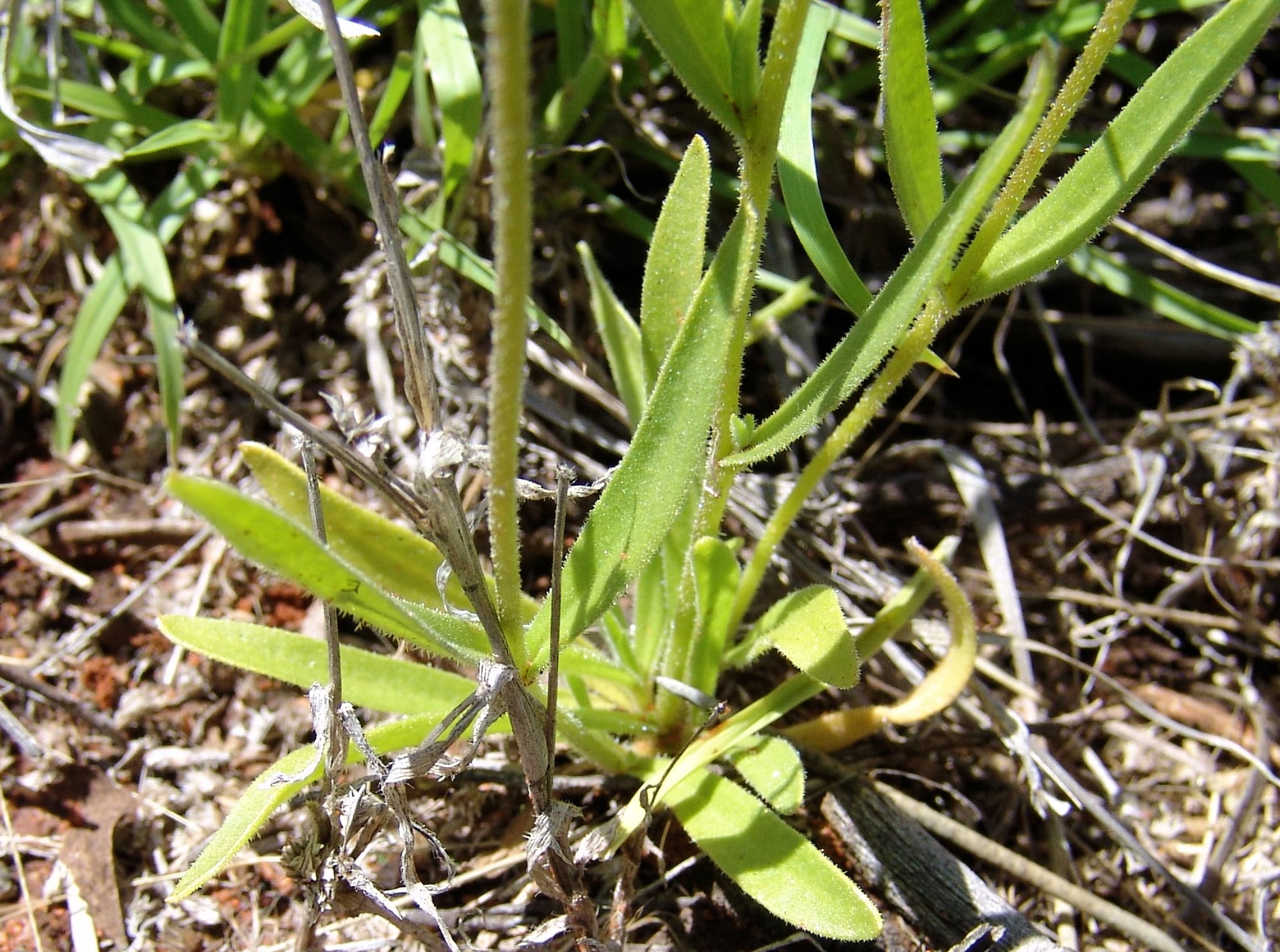 Pink Everlasting (Schoenia cassiniana) – Ausemade