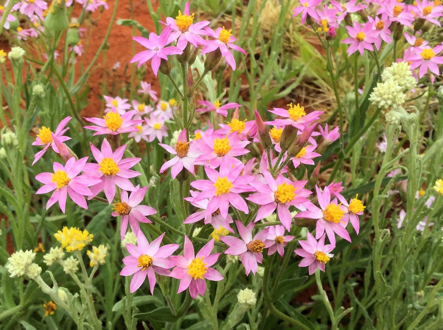 Pink Everlasting – Ausemade