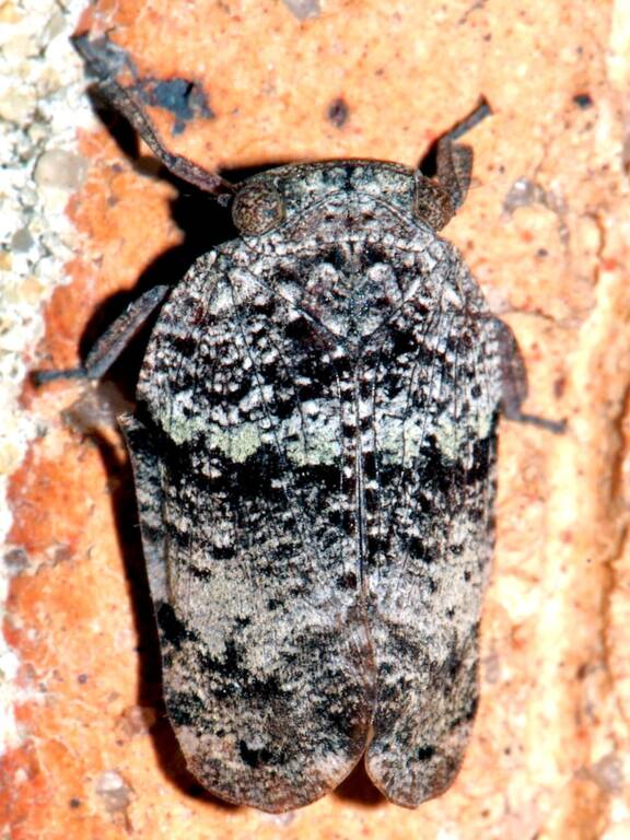 Platybrachys – Ausemade