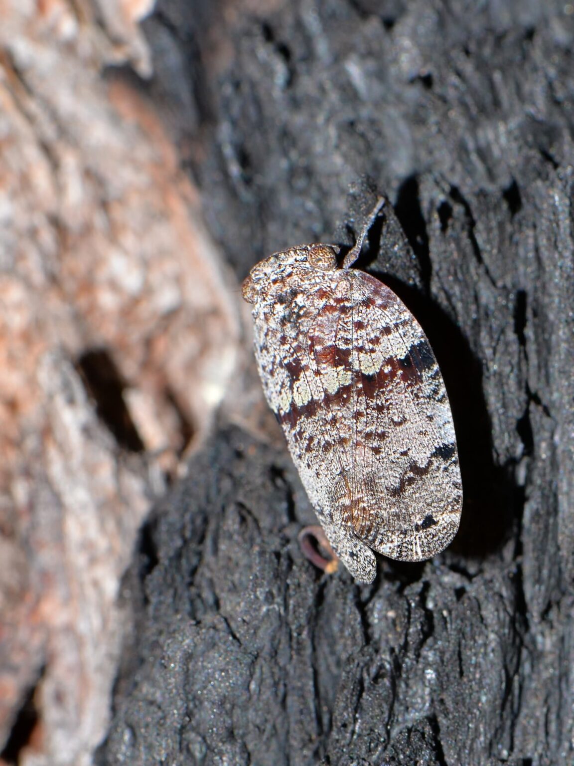 Platybrachys – Ausemade