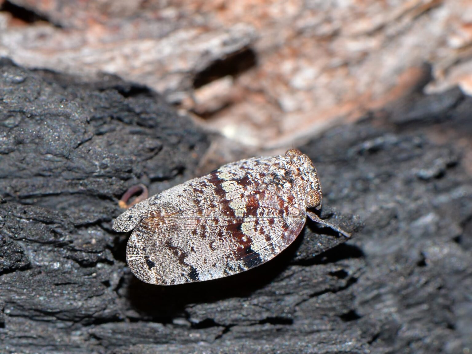 Platybrachys – Ausemade