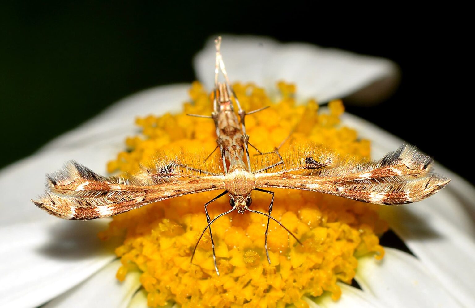 Plume Moth – Ausemade