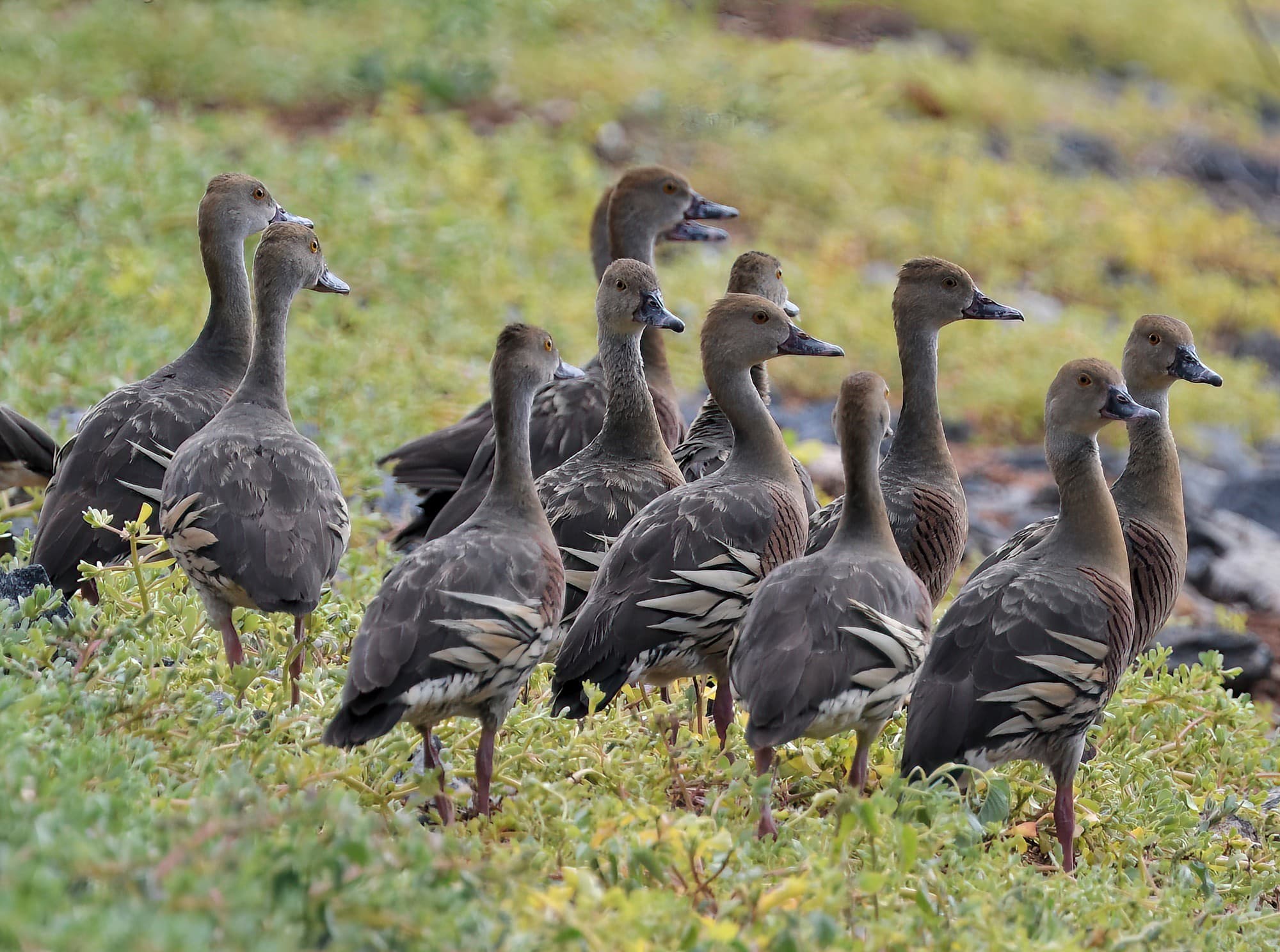 Plumed Whistling-Duck at the Ponds – Ausemade