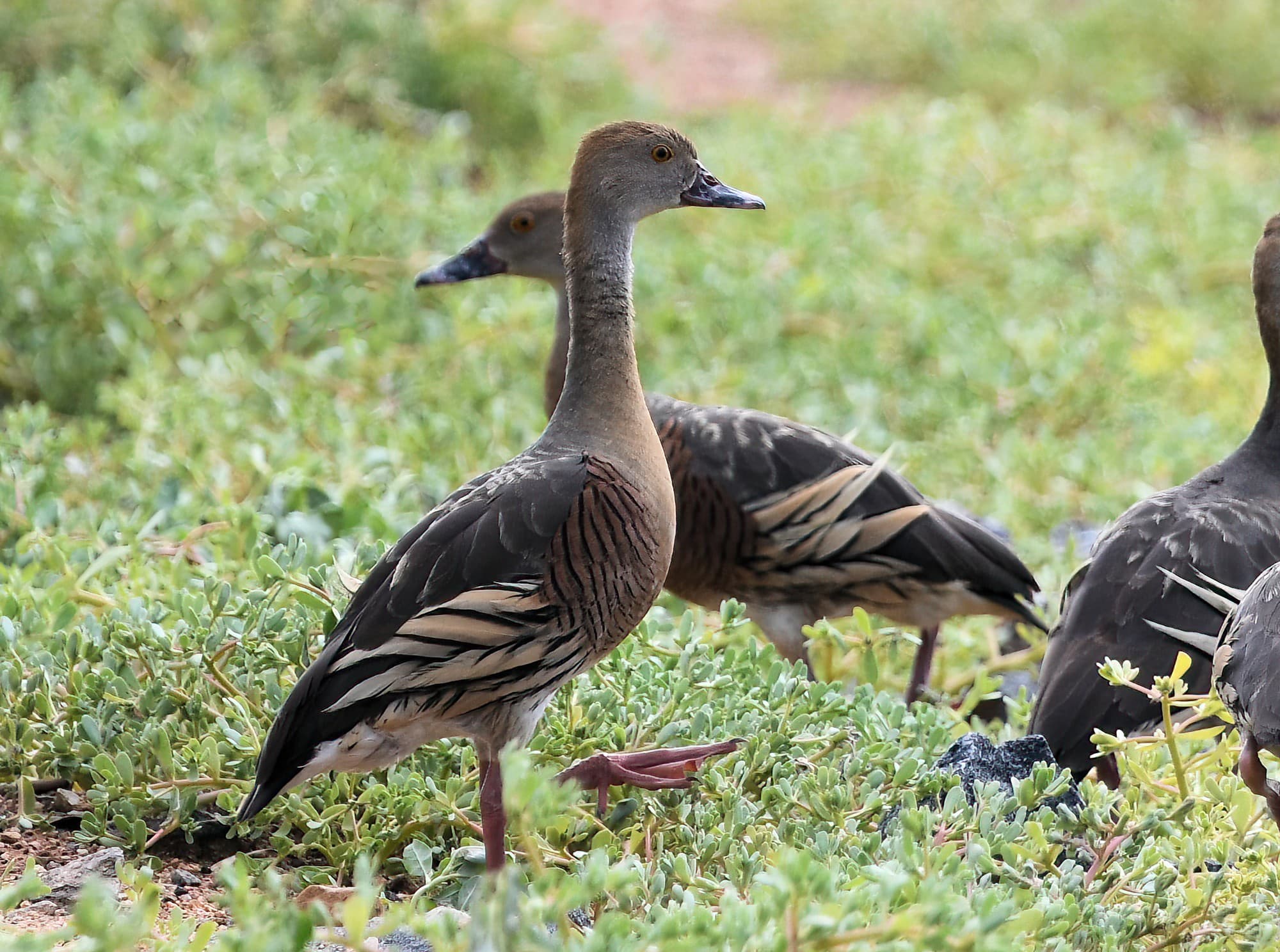 Plumed Whistling-Duck at the Ponds – Ausemade