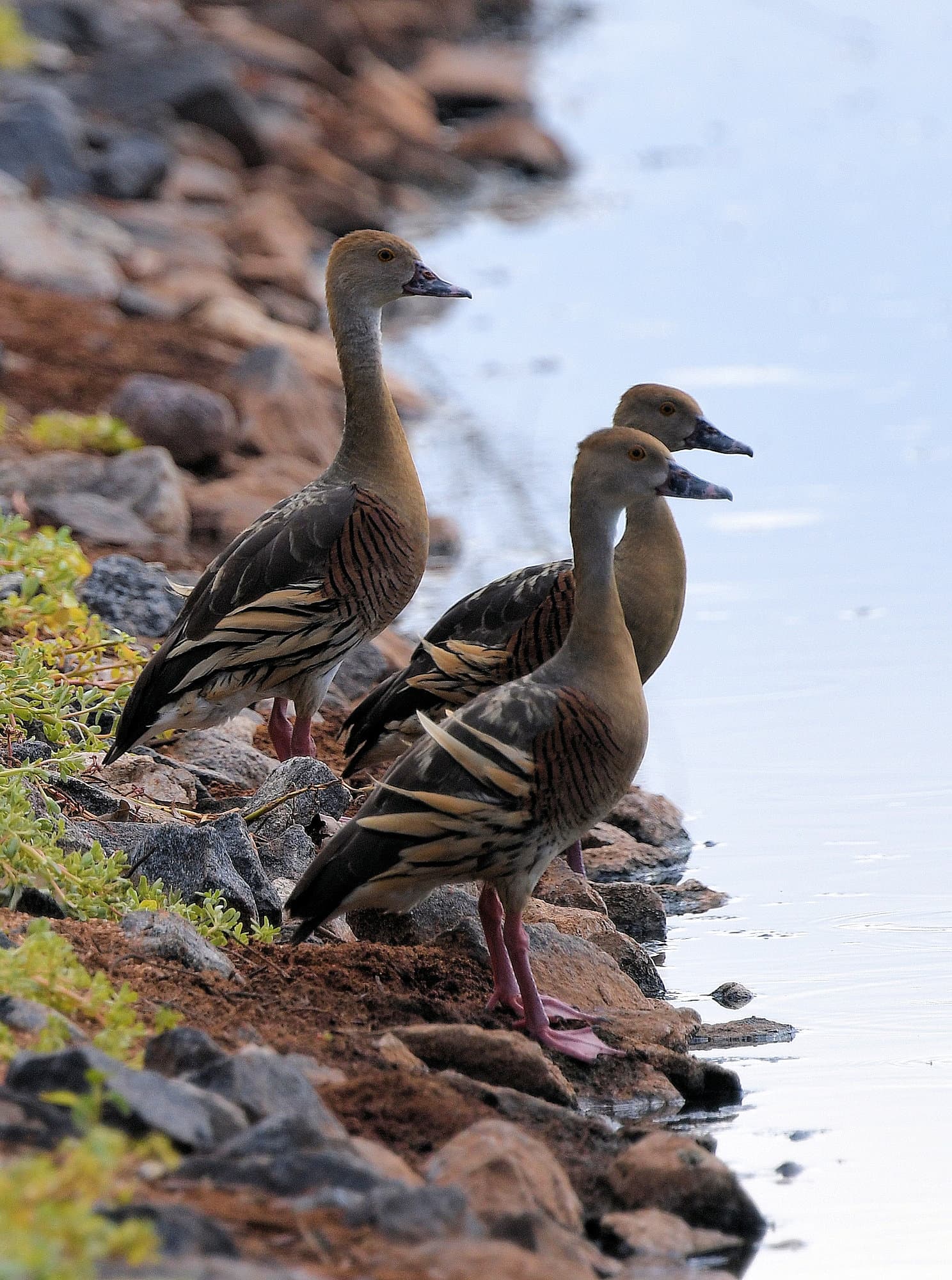 Plumed Whistling-Duck at the Ponds – Ausemade