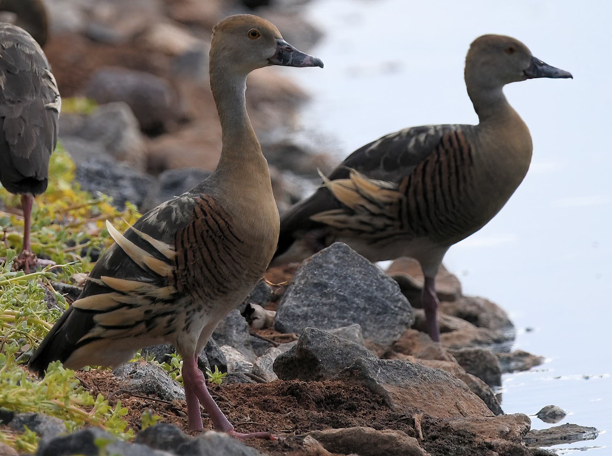 Plumed Whistling-Duck at the Ponds – Ausemade