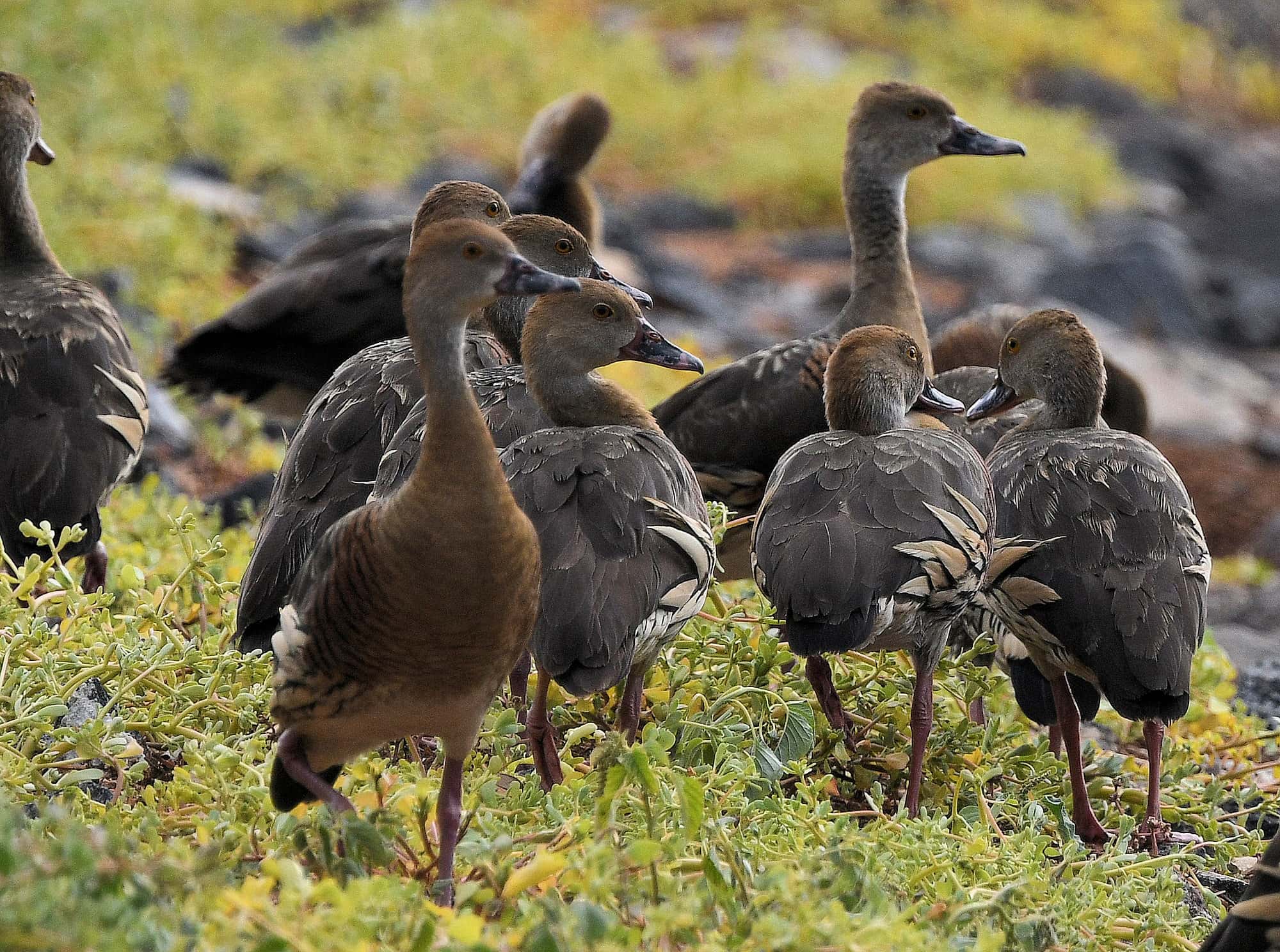 Plumed Whistling-Duck at the Ponds – Ausemade
