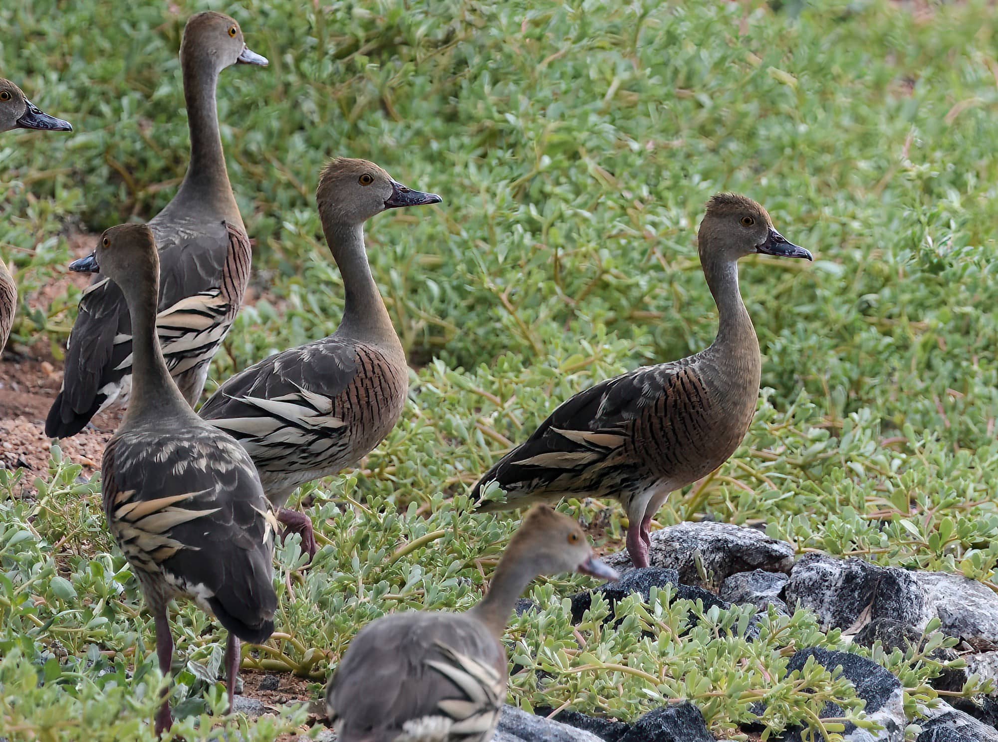Plumed Whistling-Duck at the Ponds – Ausemade