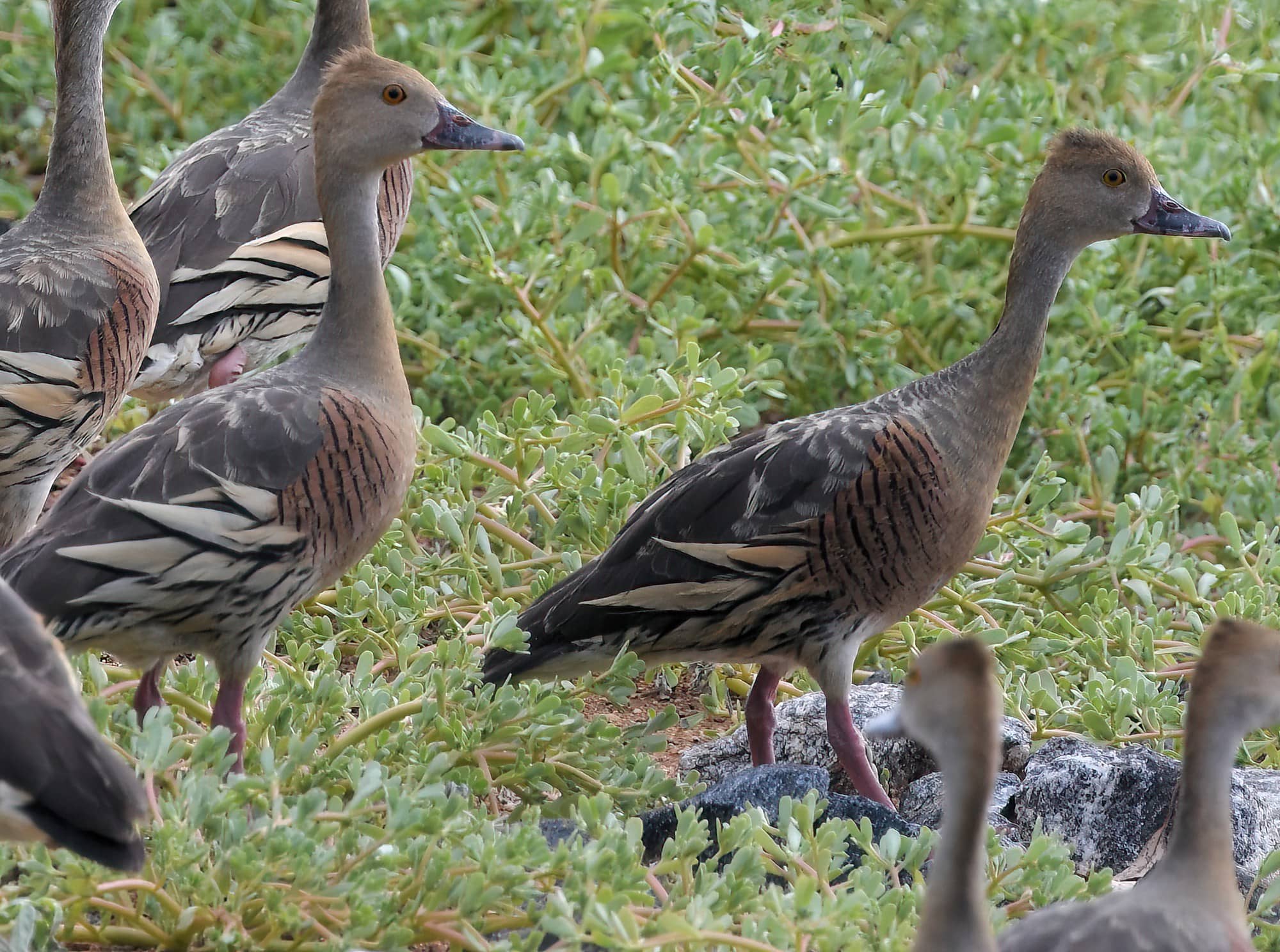 Plumed Whistling-Duck at the Ponds – Ausemade