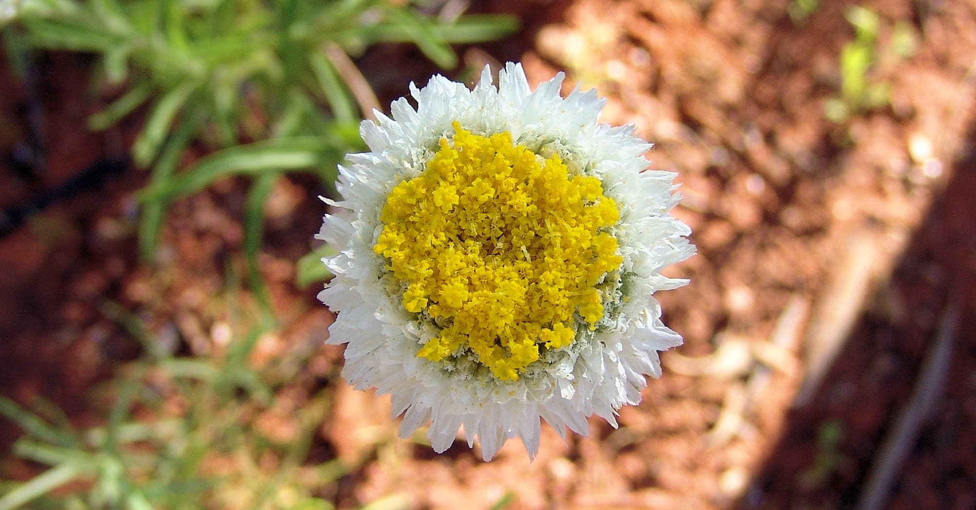 Poached Egg Daisy – Ausemade