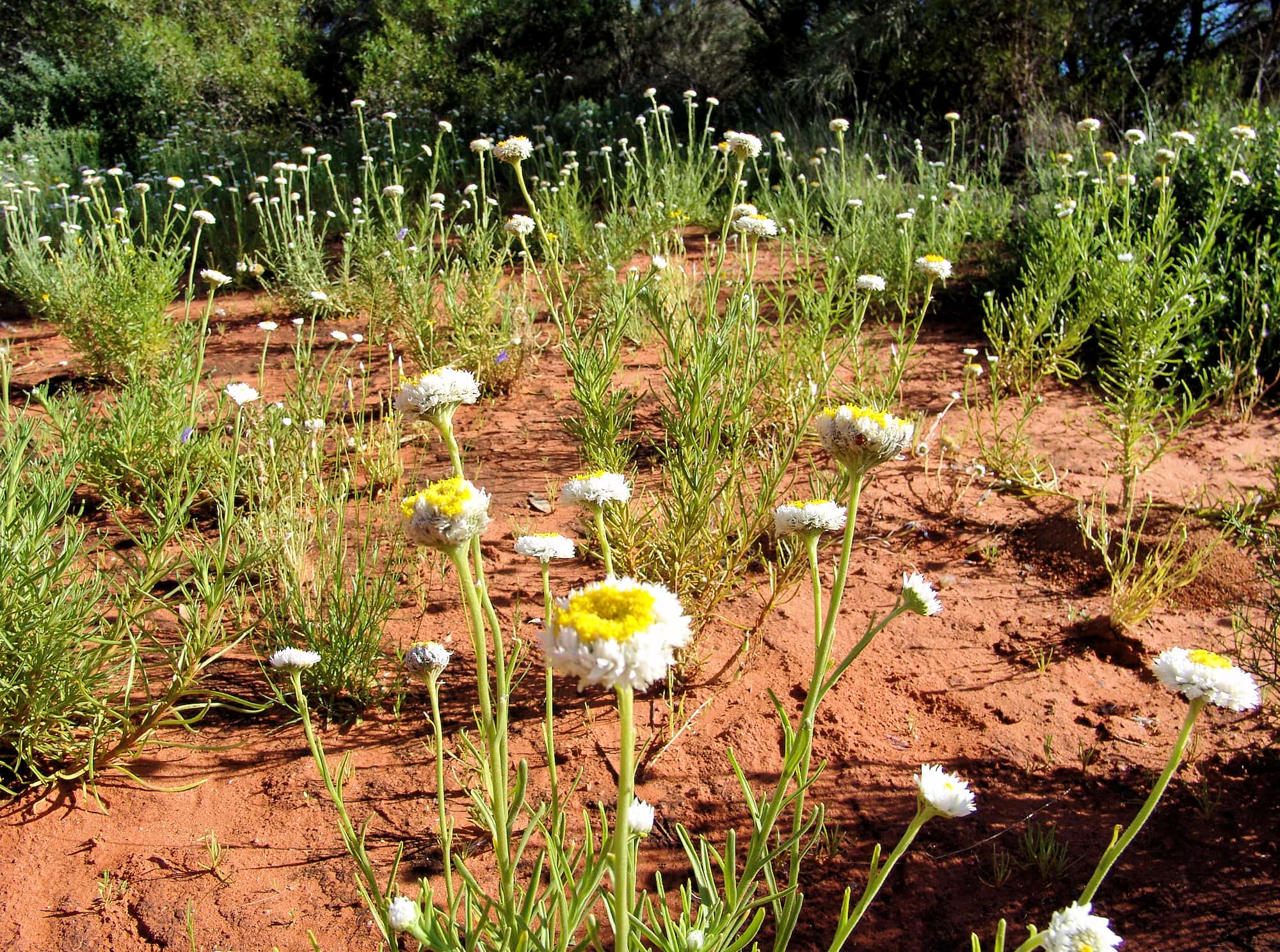 Poached Egg Daisy – Ausemade