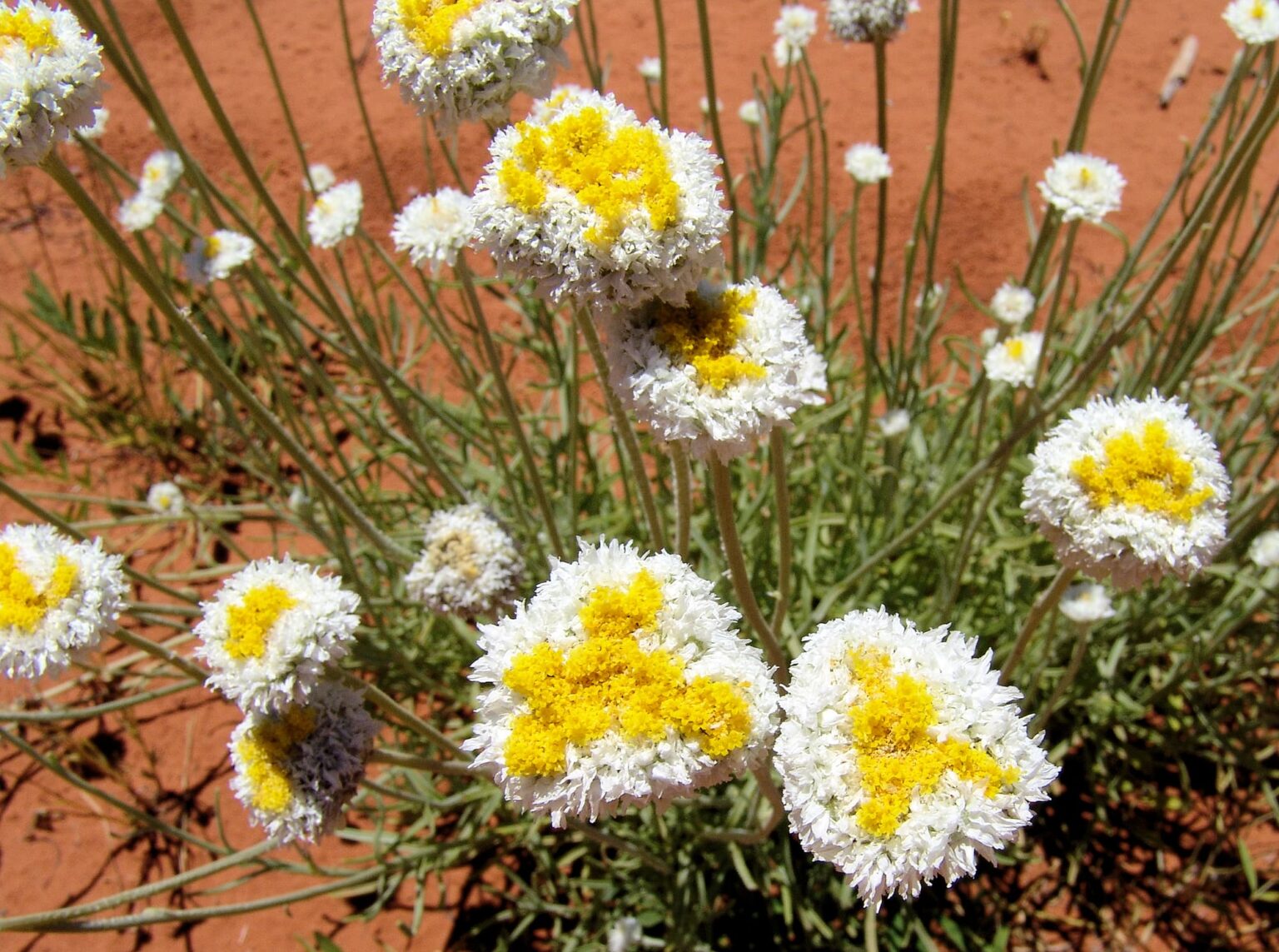 Poached Egg Daisy – Ausemade