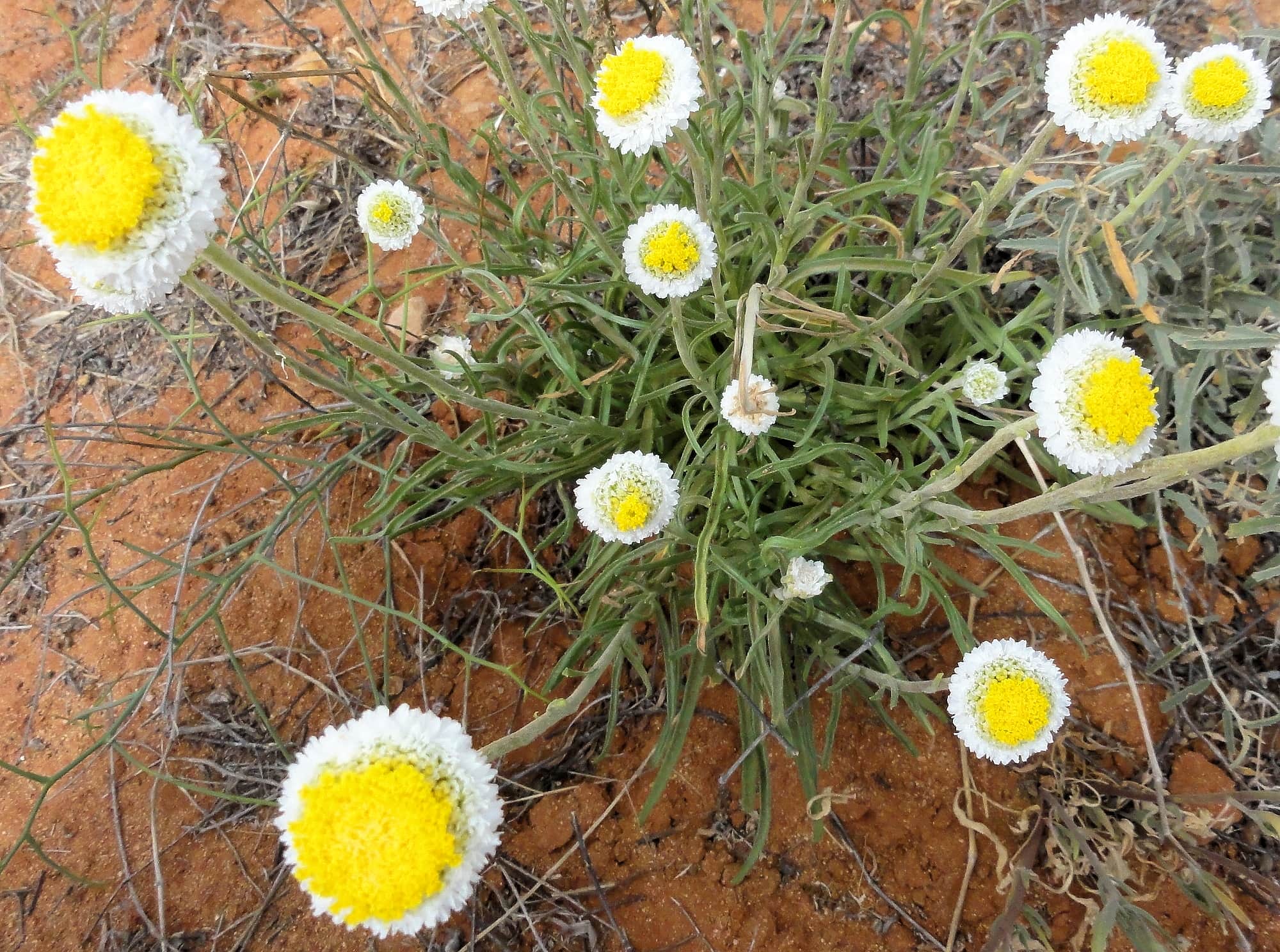 Binns Track Flora & Fauna – Ausemade