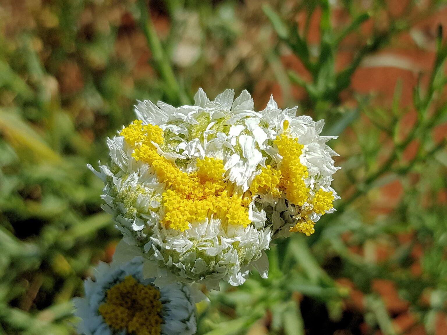 How do you like your Poached Eggs… – Ausemade