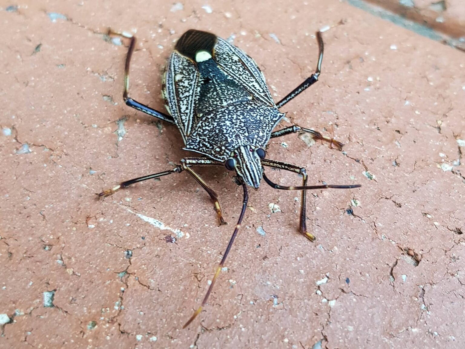 Stink Bugs, Shield Bugs and Allies – Ausemade