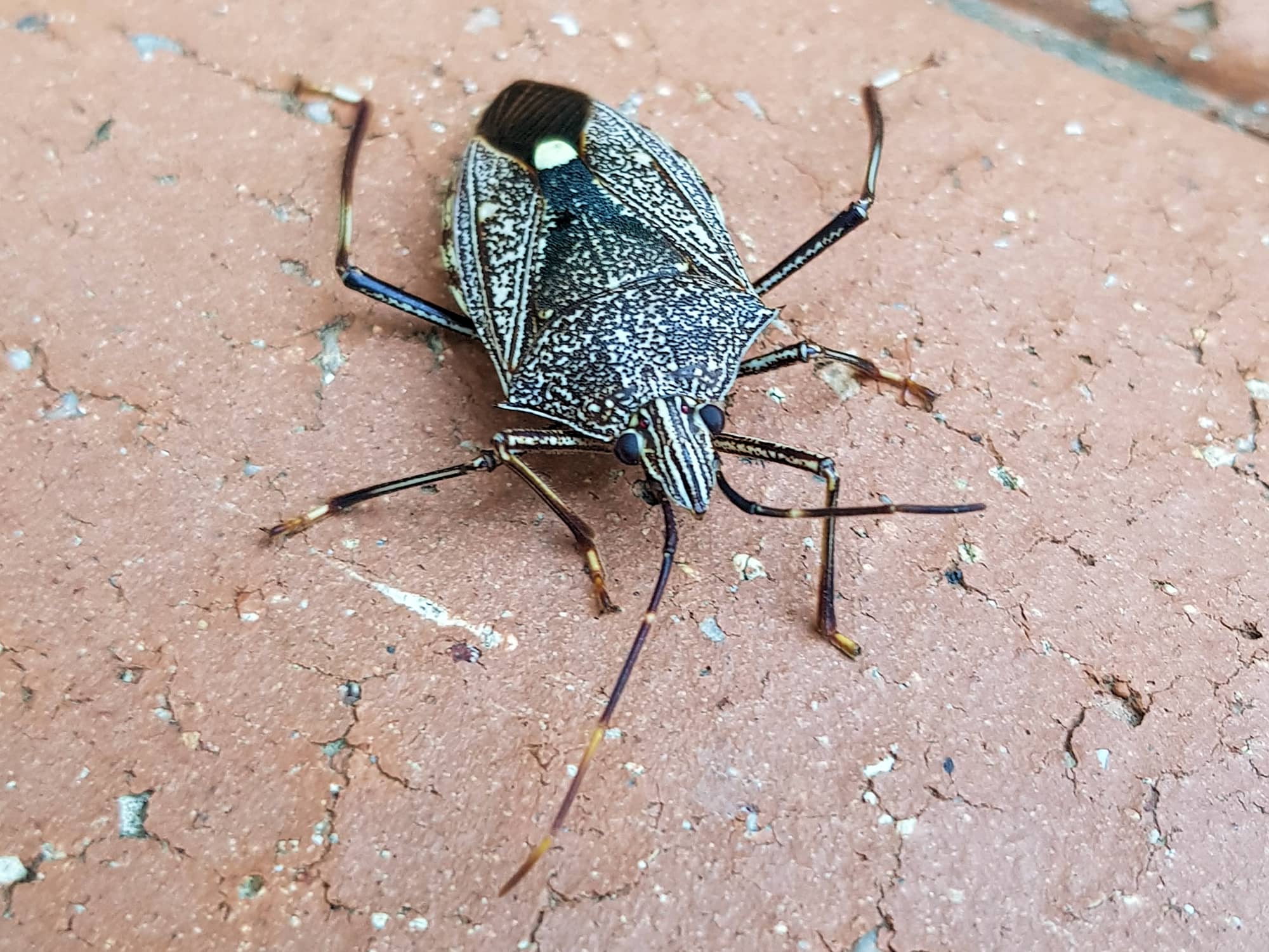 Stink Bugs, Shield Bugs and Allies – Ausemade