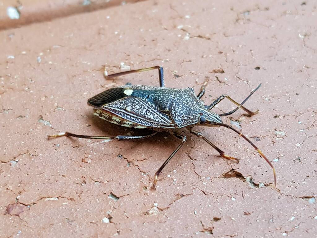 Poecilometis patruelis (Shield Bug) – Ausemade