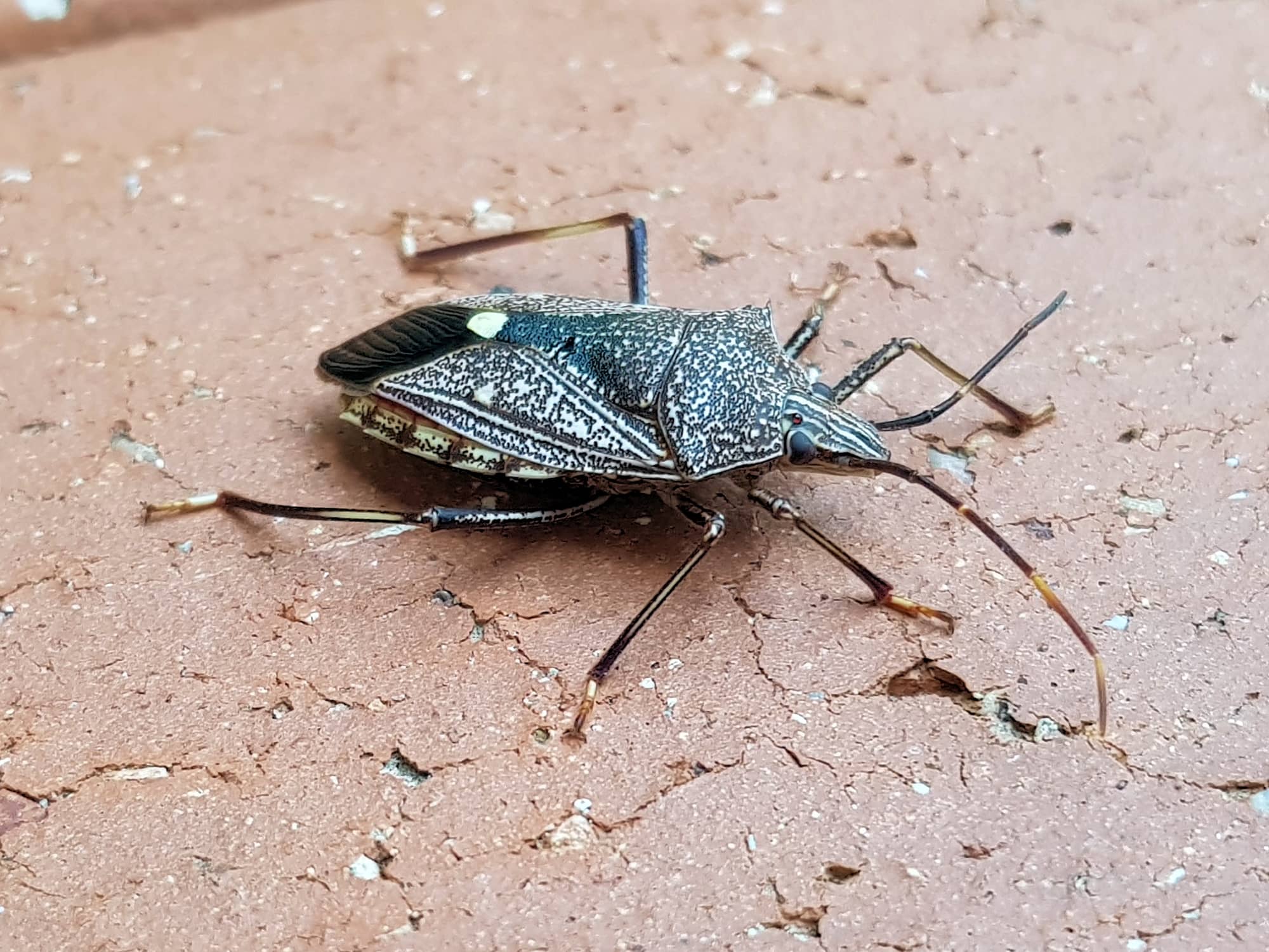 Poecilometis patruelis (Shield Bug) – Ausemade