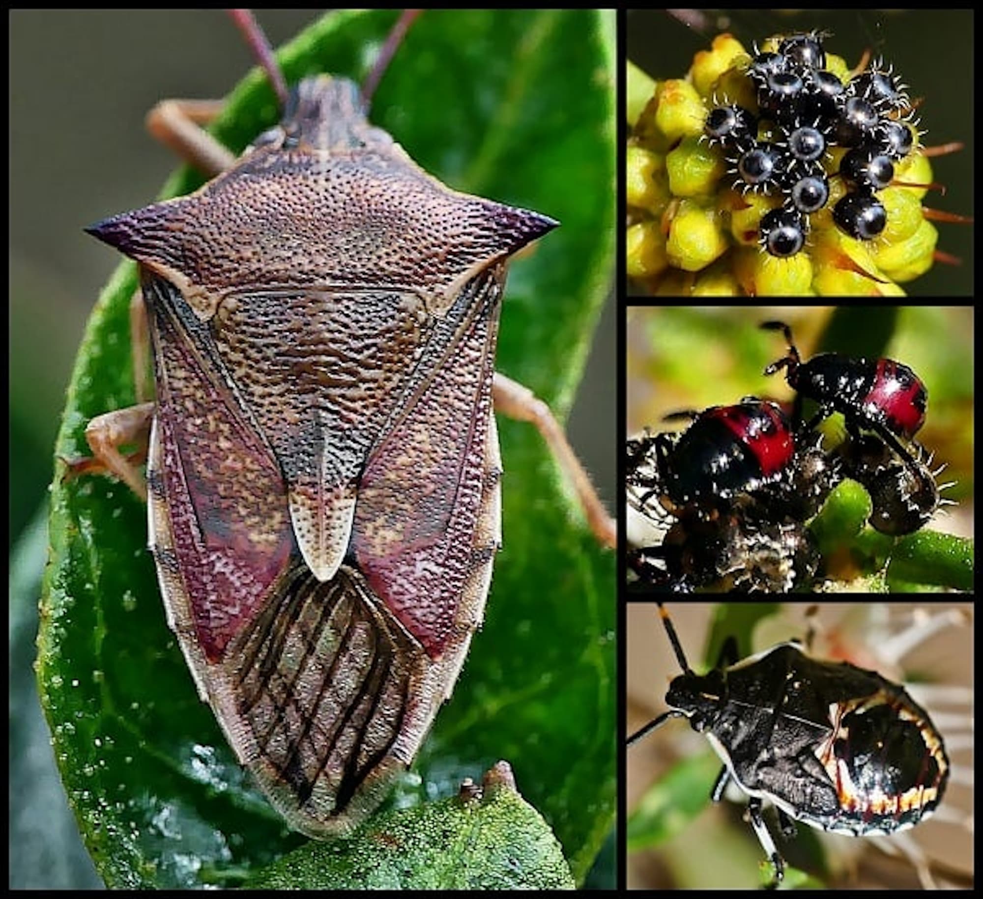 Shield Bugs – Stink Bugs – Ausemade